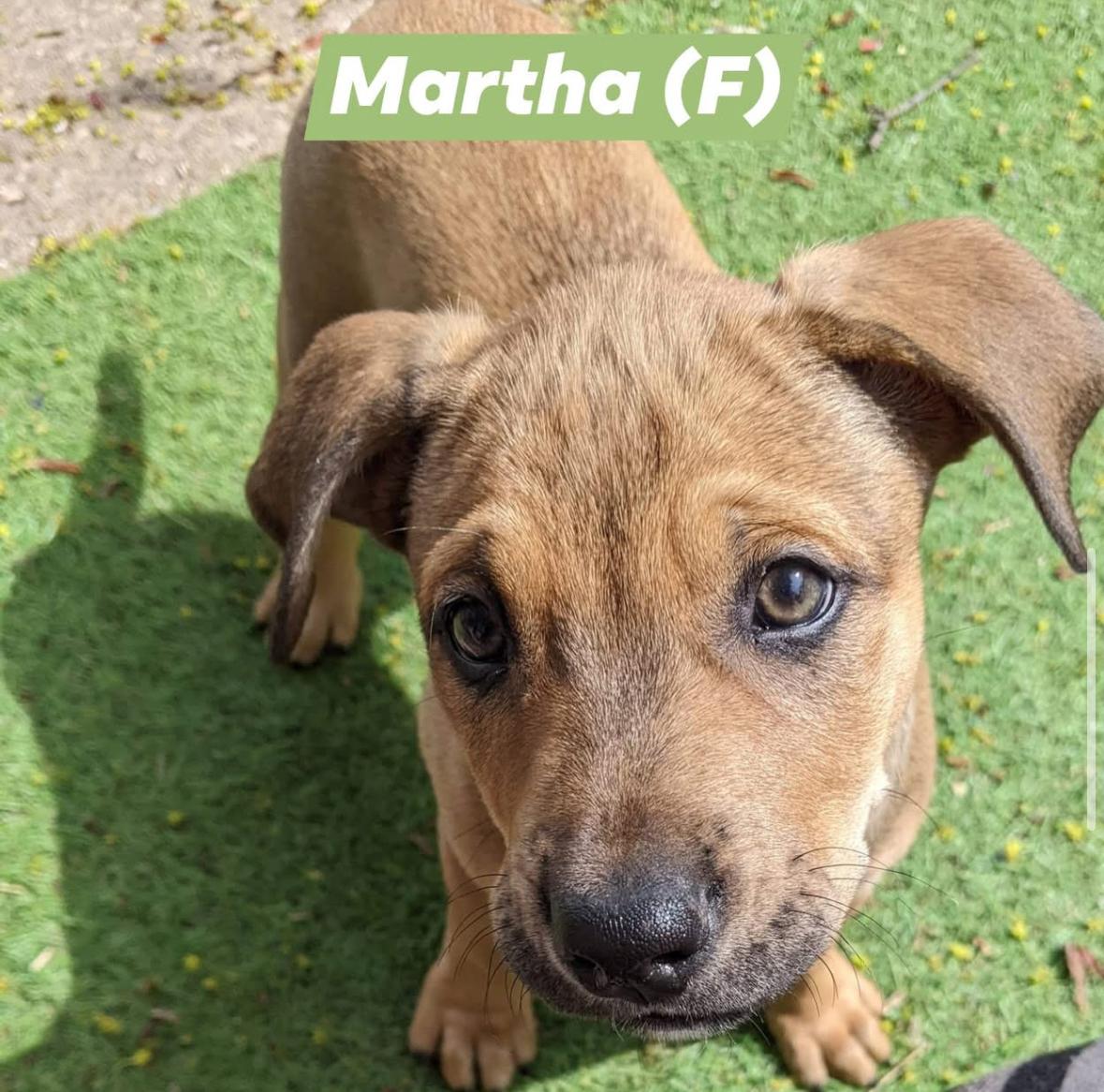 Dog for adoption - Martha, a Portuguese Podengo & Labrador Retriever ...
