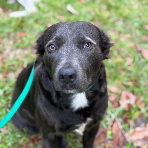 Dog for adoption - Cleo, a Black Labrador Retriever Mix in Brattleboro, VT | Petfinder