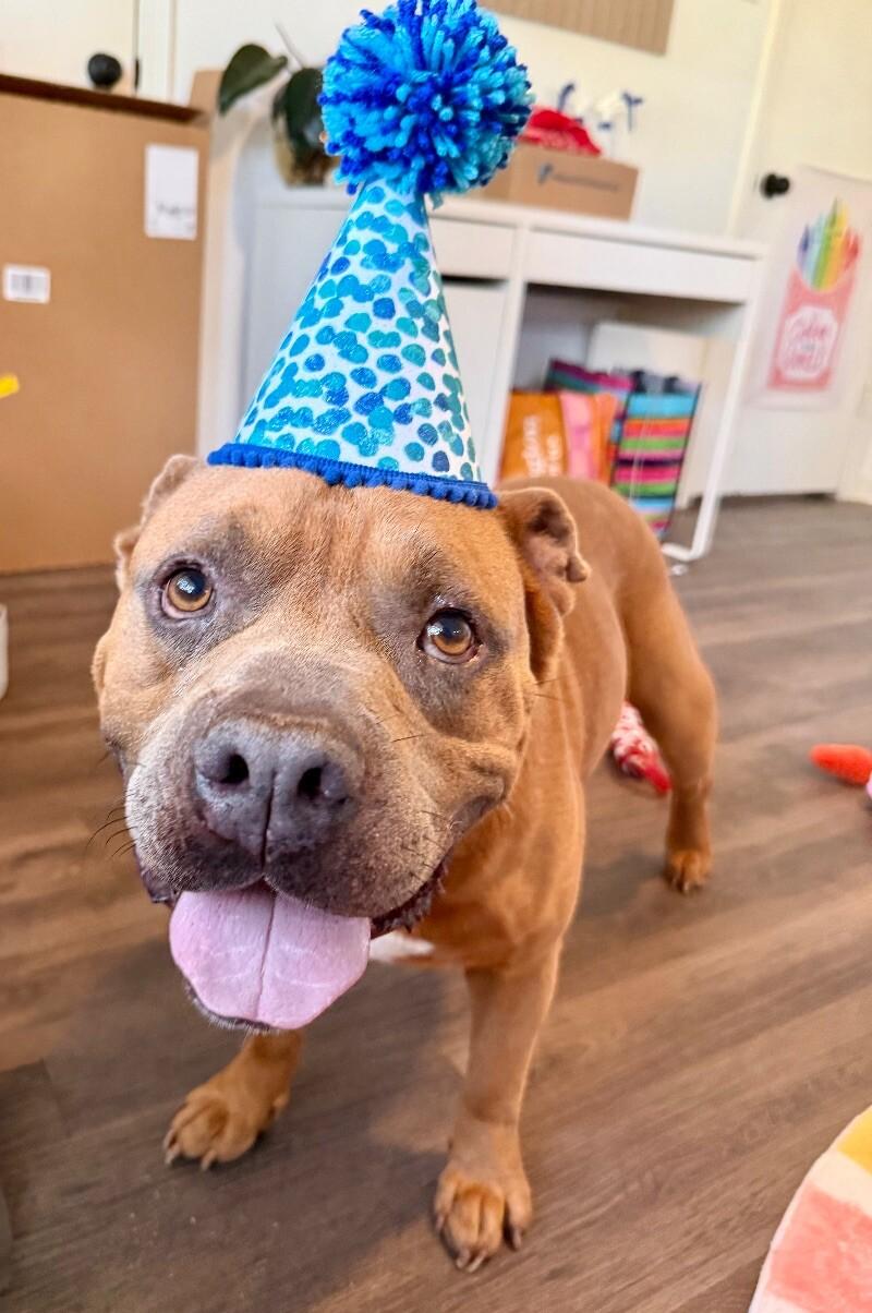 Dog for adoption - Brisket Boi Thicc Hunka Chunka, an American Bulldog ...