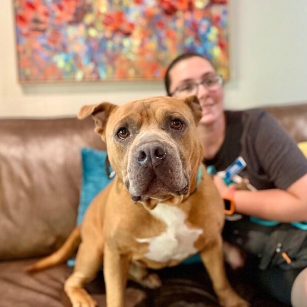 Dog for adoption - Brisket Boi Thicc Hunka Chunka, an American Bulldog ...