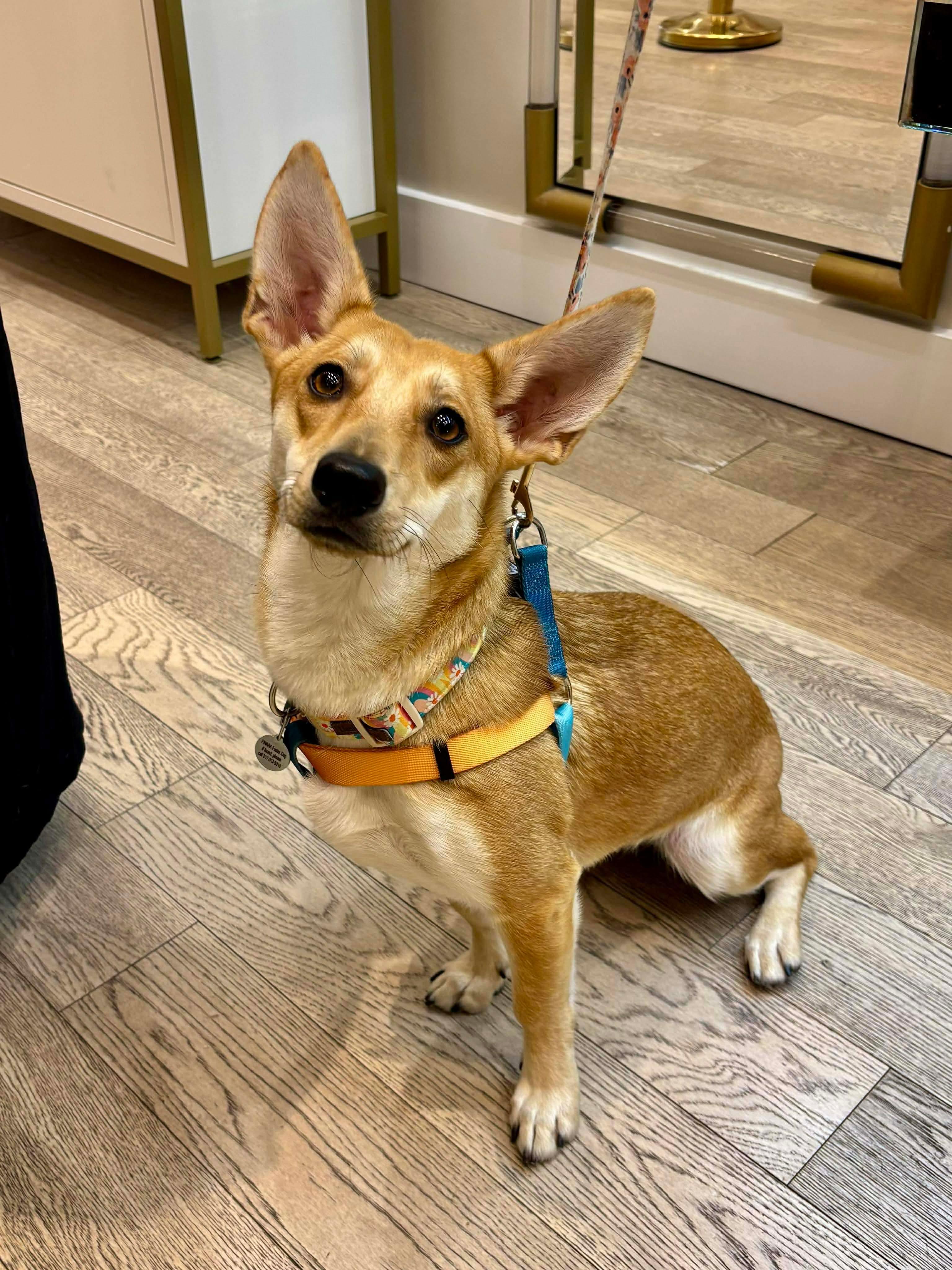 Gemma - Adoptable Pet | Petfinder | Petfinder