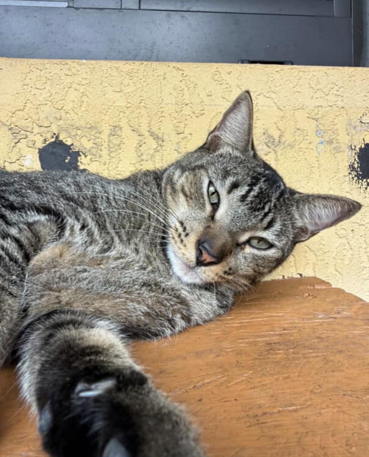 Cat for adoption - Rico Suave, an American Shorthair in Boston, MA | Petfinder