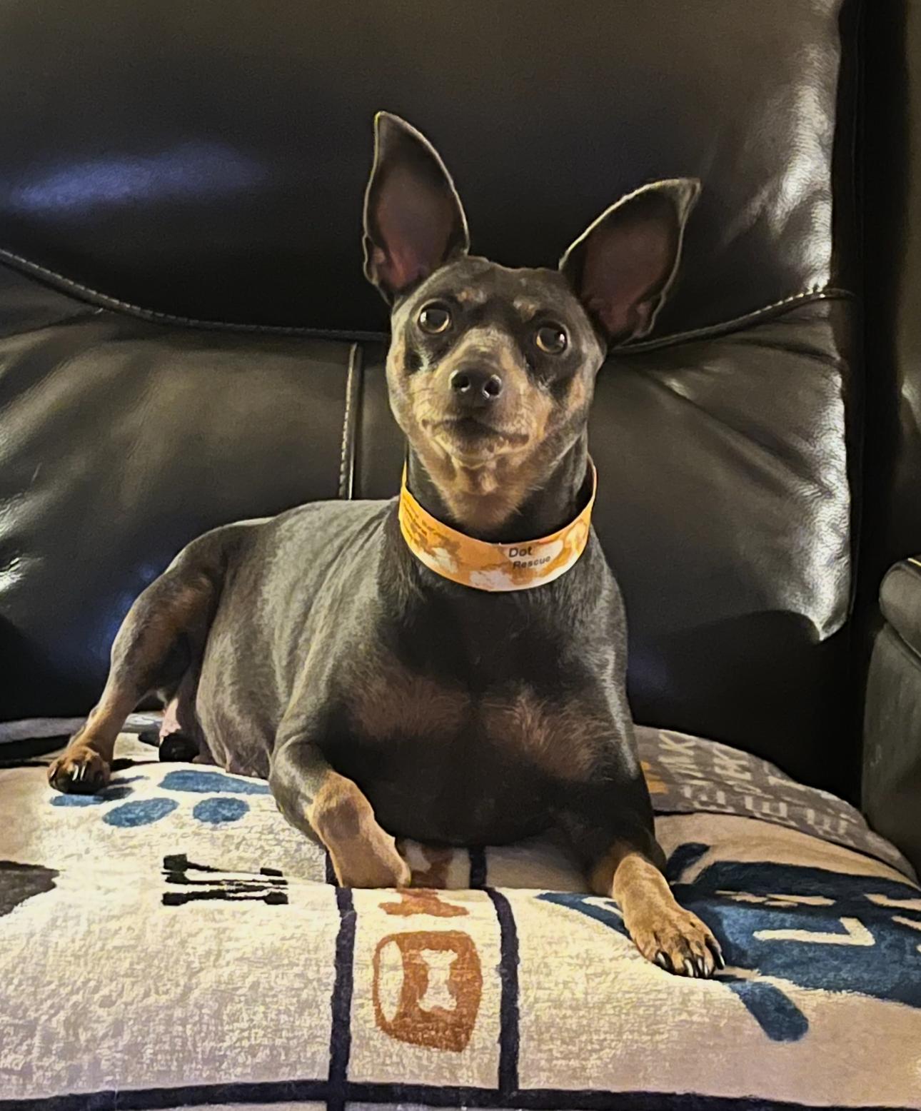 Dog for adoption - Dot, a Miniature Pinscher in Pinellas Park, FL ...