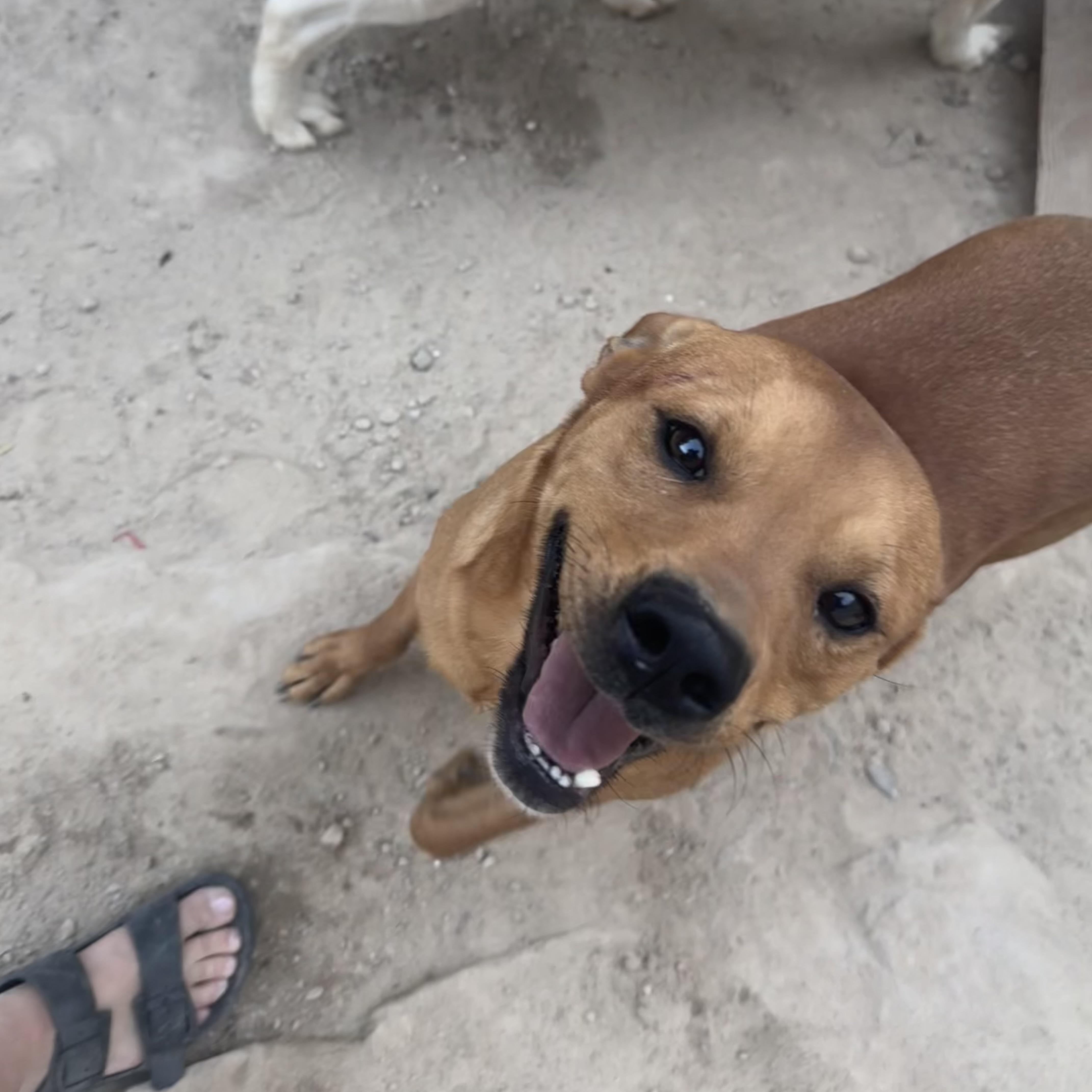 Dog for adoption - Sparky, a Mixed Breed in Puyallup, WA | Petfinder