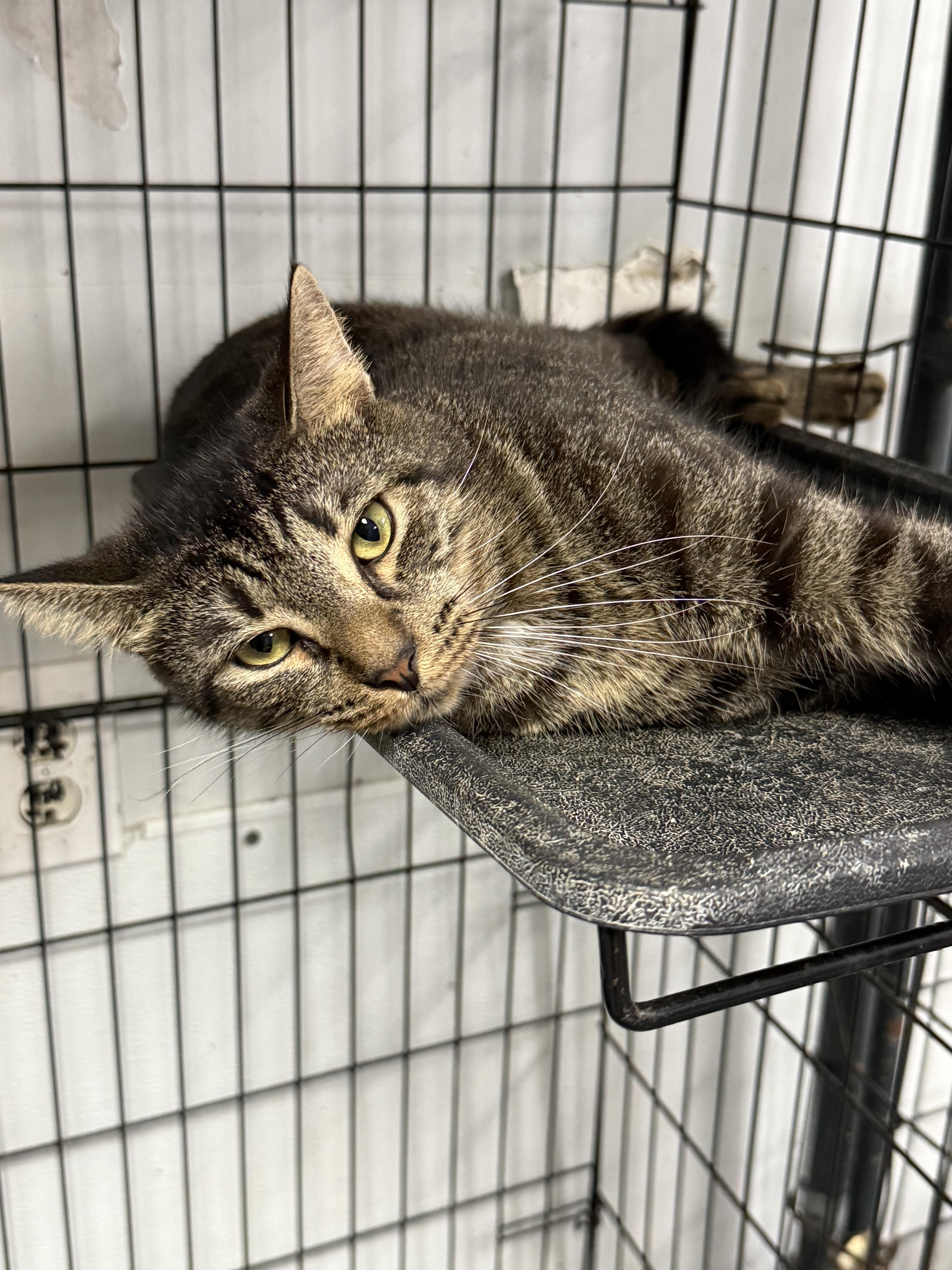 Cat for adoption - Mickey, a Tabby in Howell, NJ | Petfinder