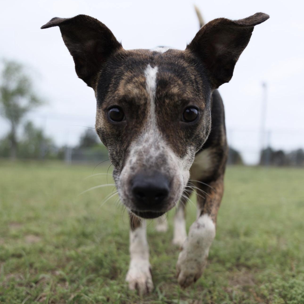 Ashley - Adoptable Pet | Petfinder | Petfinder