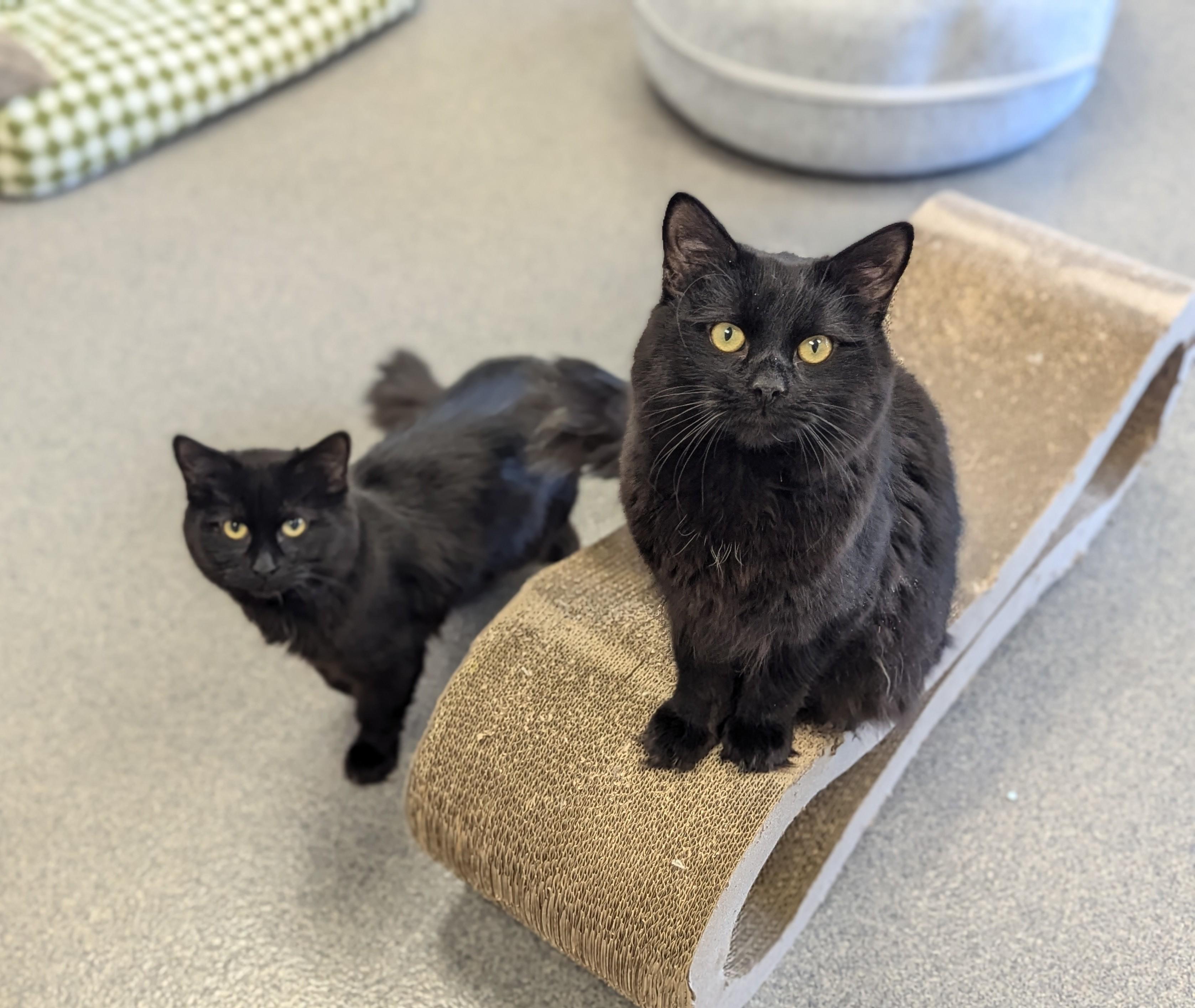 Cat for adoption - Munchie & Crunchie (bonded pair), a Domestic Medium Hair Mix in Brockton, MA ...