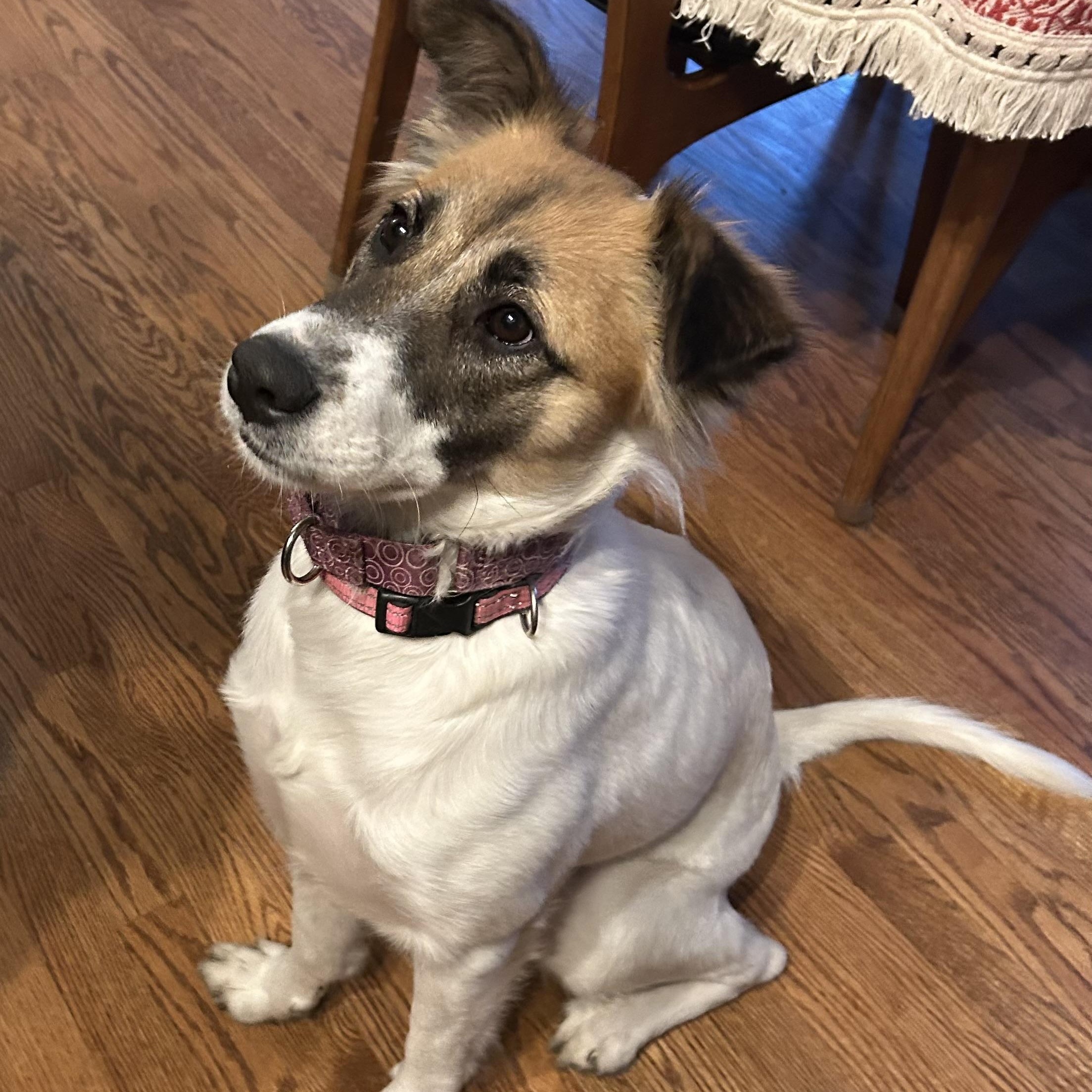 Dog for adoption - Lassie, a Collie & Border Collie Mix in Lake Station ...