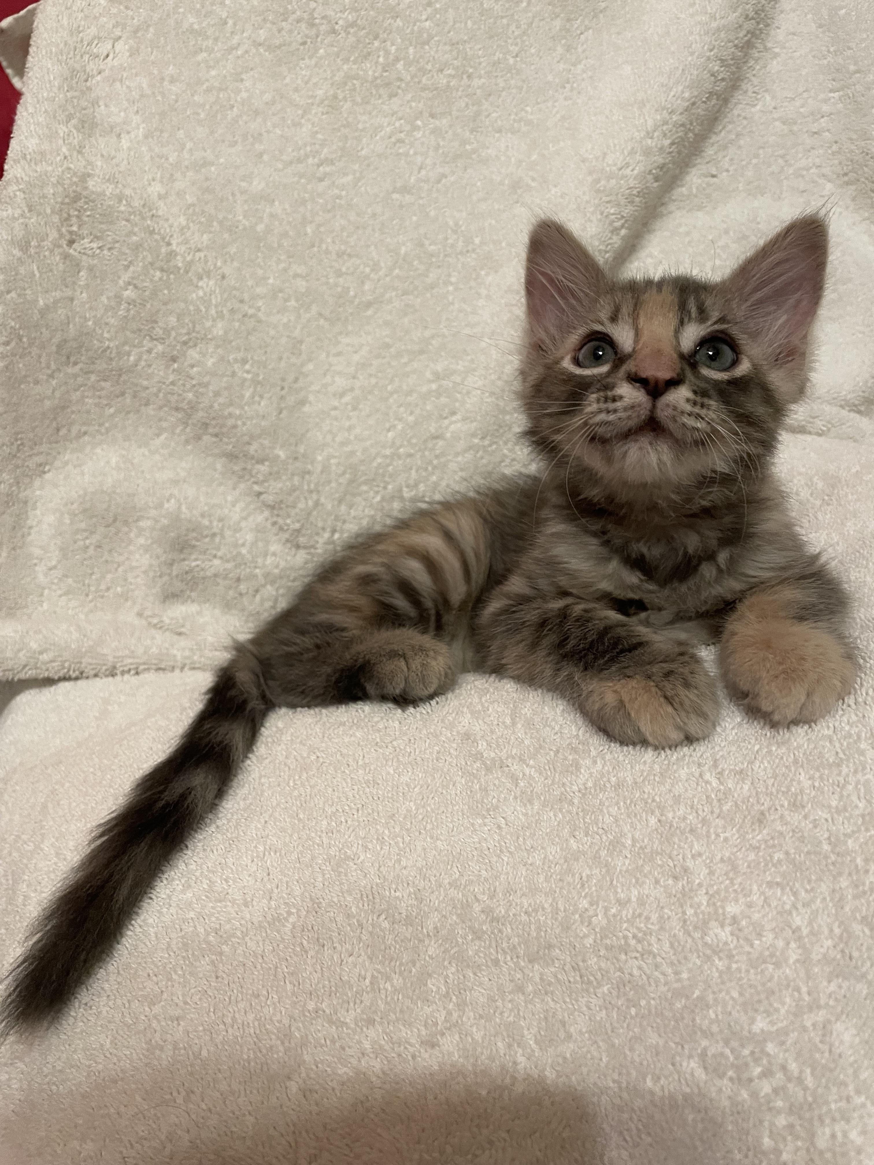 Cat for adoption - Tiggy girl, a Domestic Medium Hair in Tucson, AZ | Petfinder