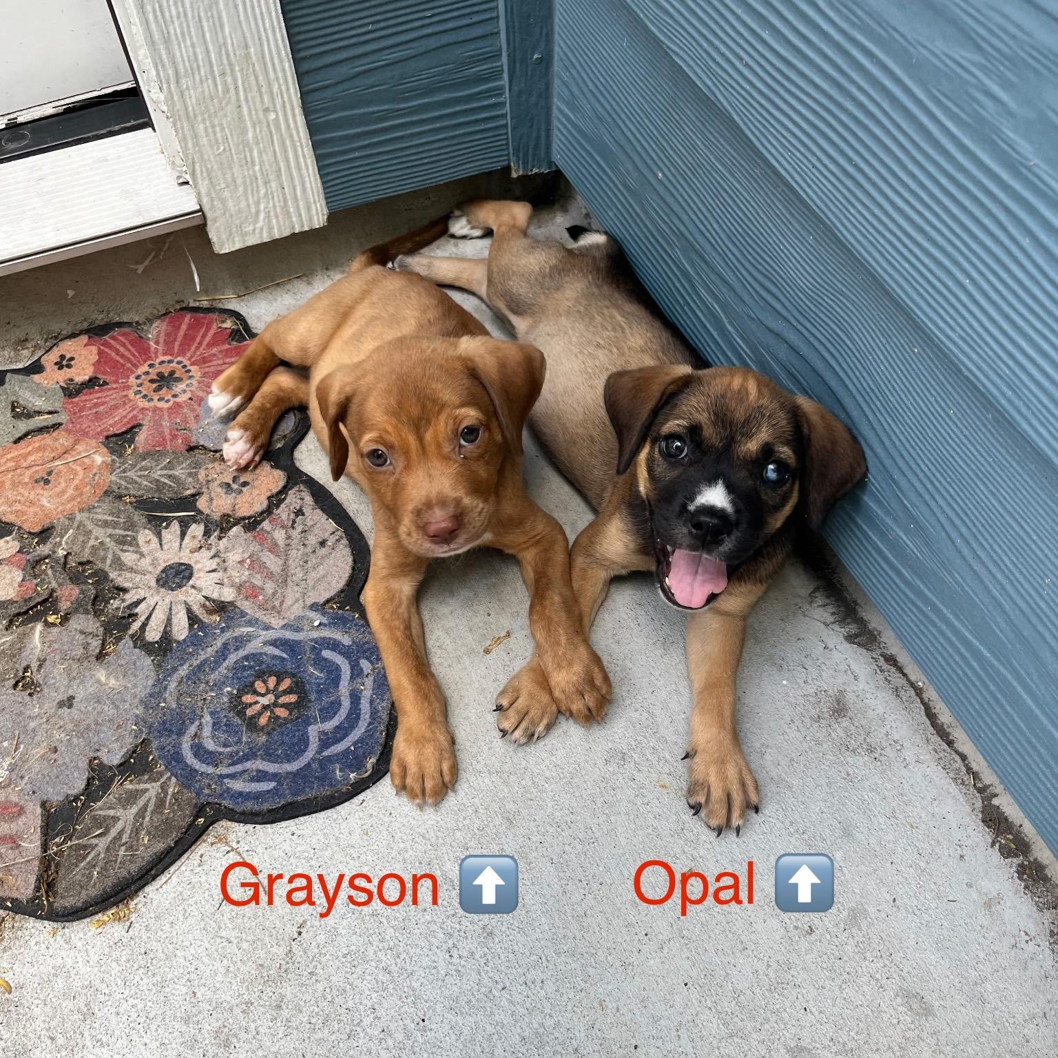 Dog for adoption - Grayson, a Labrador Retriever Mix in Minneapolis, MN ...