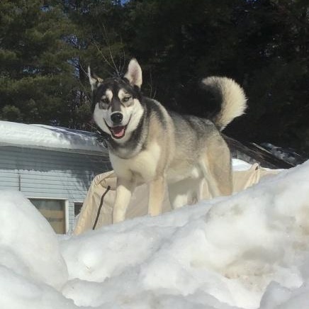 Dog for adoption - Beau - COURTESY POST, a Siberian Husky Mix in ...
