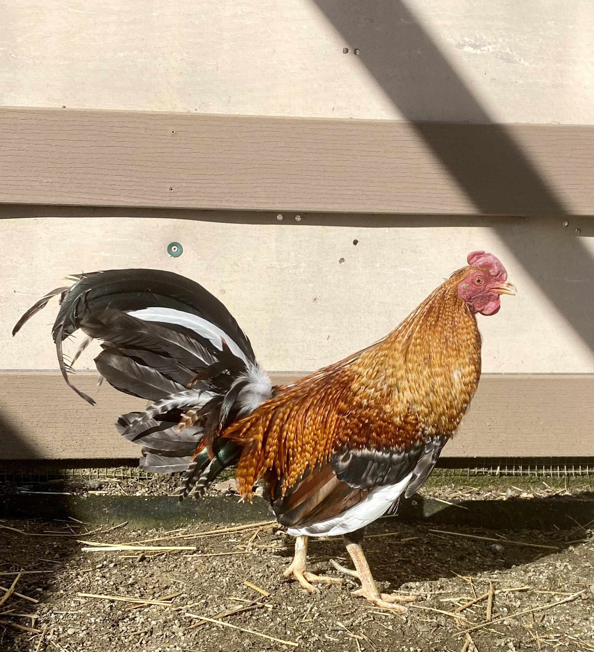 Chicken for adoption - Walberg, a Chicken in Ravenna, OH | Petfinder