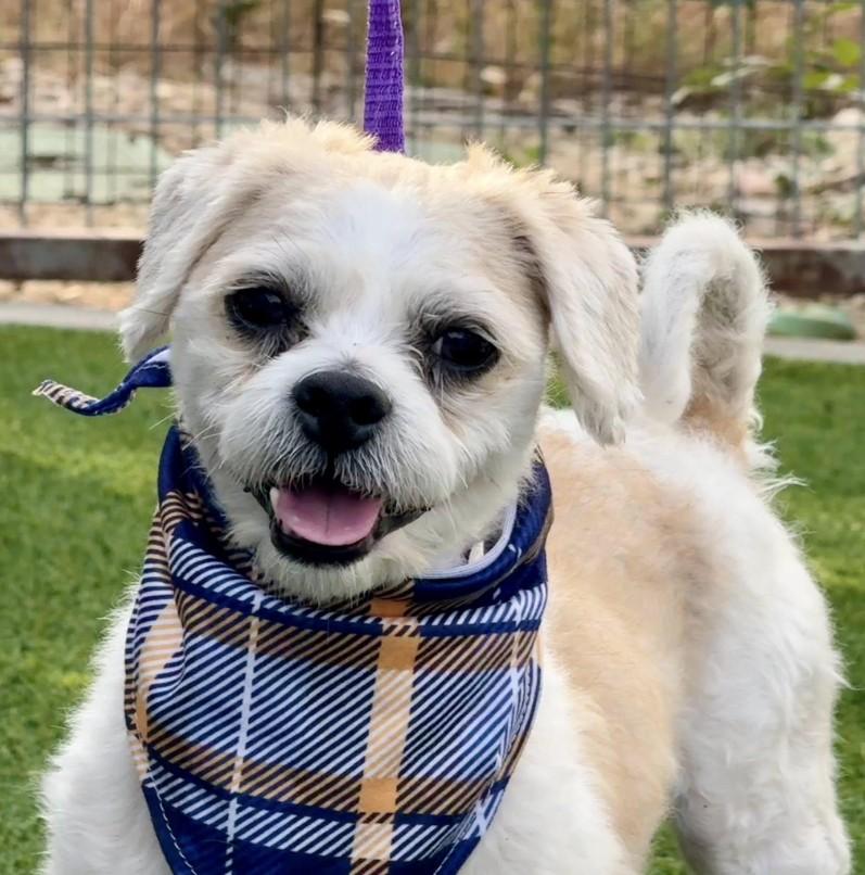 Dog for adoption - Odie - handsome tan and white boy, a Lhasa Apso ...