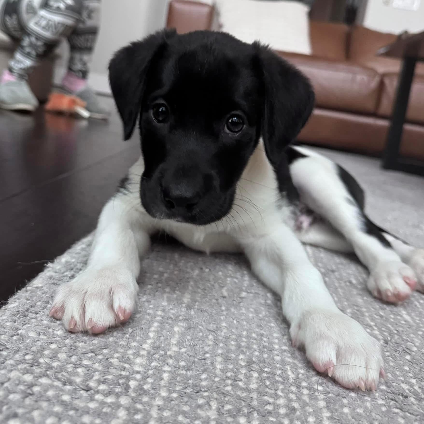 Dog for adoption - Joofy, a Black Labrador Retriever Mix in Jay, NY ...