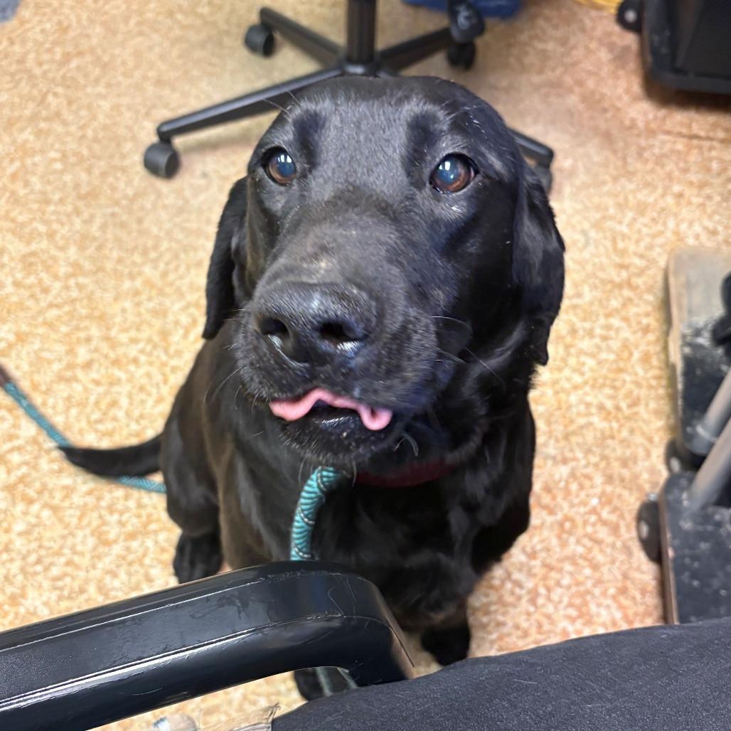 Maisy - Adoptable Pet | Petfinder | Petfinder