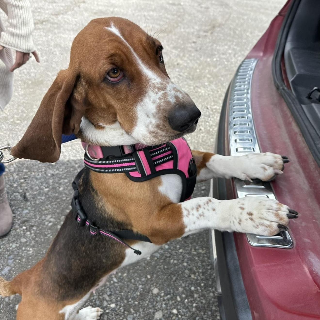 Dog for adoption - Fiona, a Basset Hound in Santa Rosa, CA | Petfinder