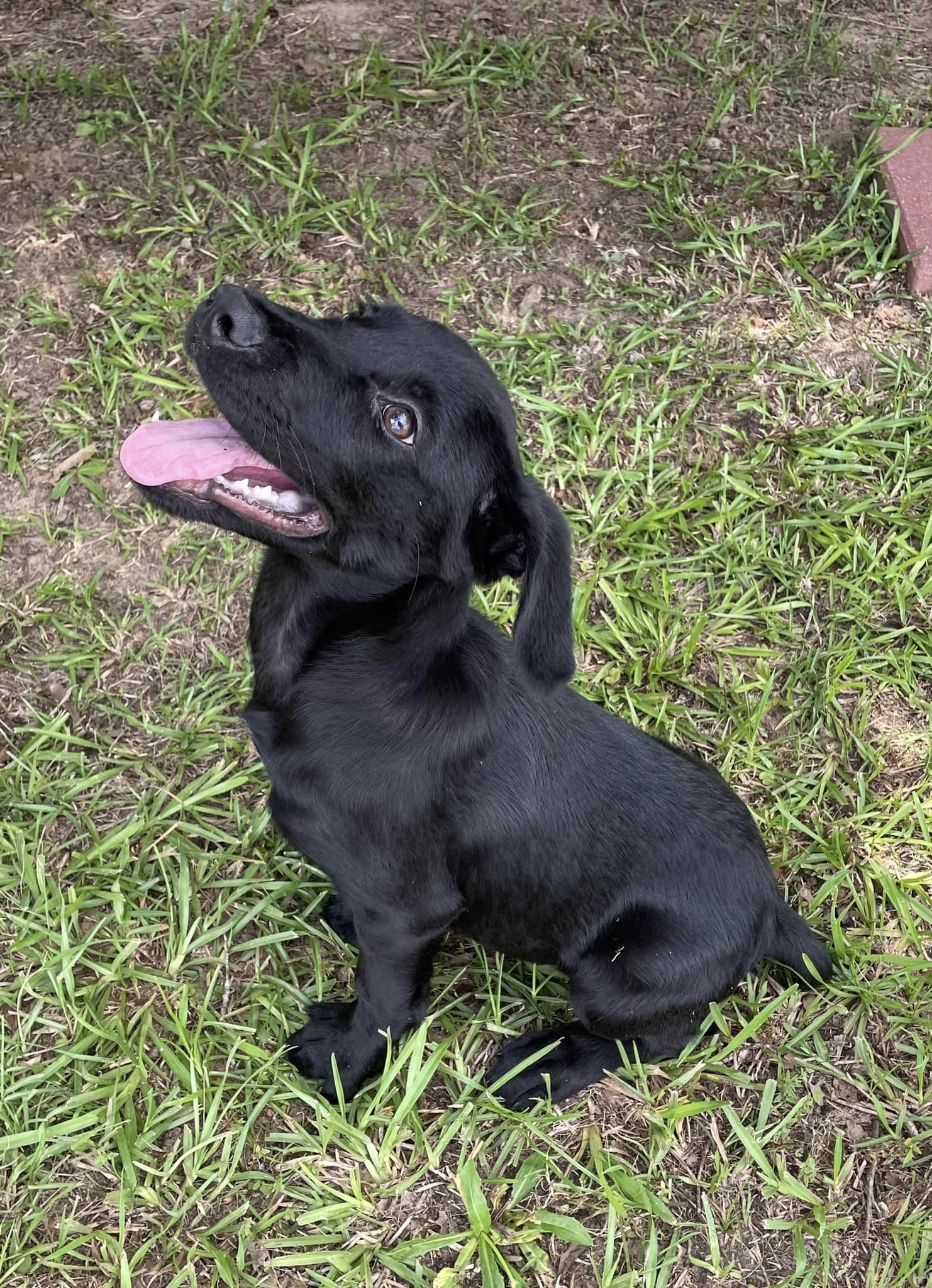 Dog for adoption - Colt JR, a Black Labrador Retriever in Perry, GA ...