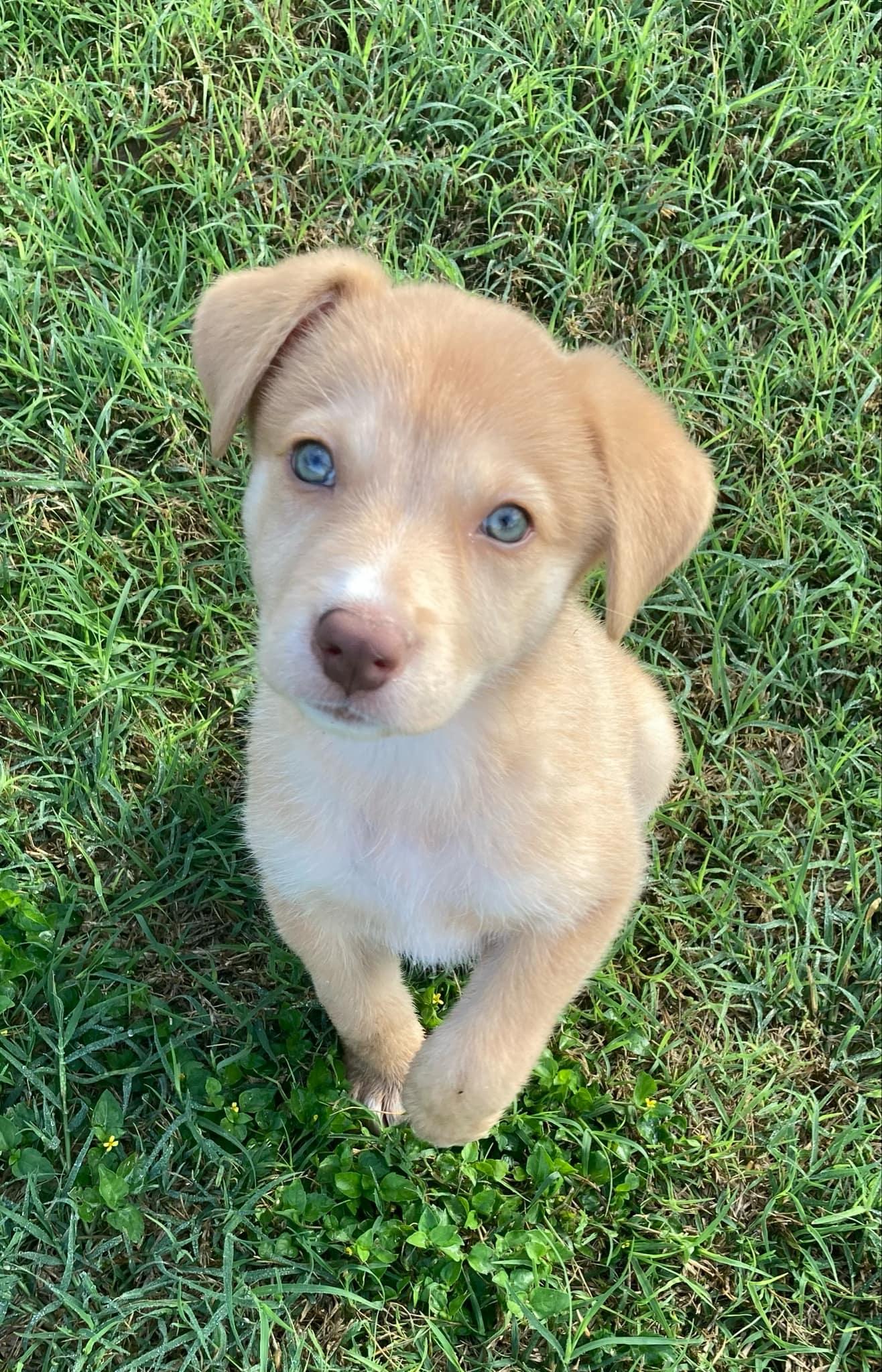 Dog for adoption - Fancy, a Labrador Retriever Mix in Boston, MA ...