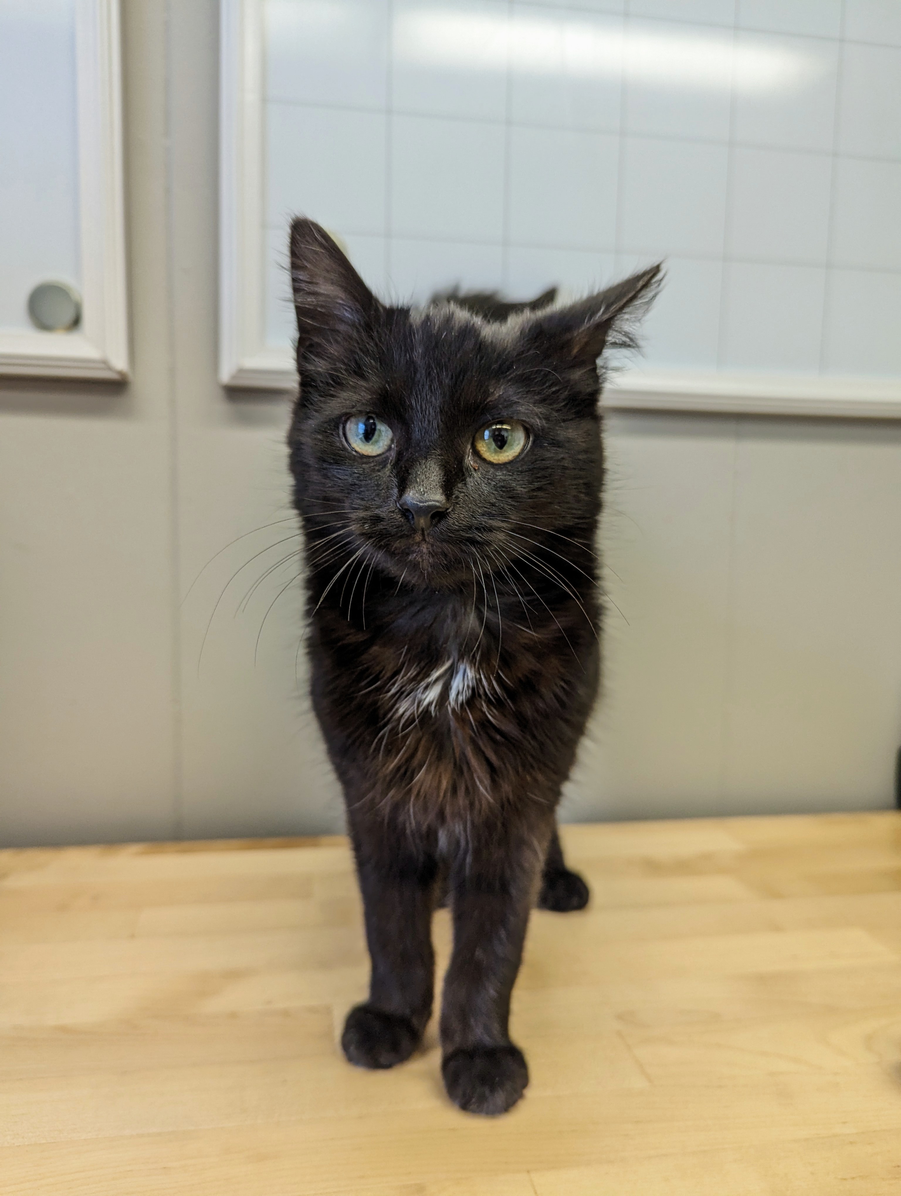 Home Page | Animal Rescue Project