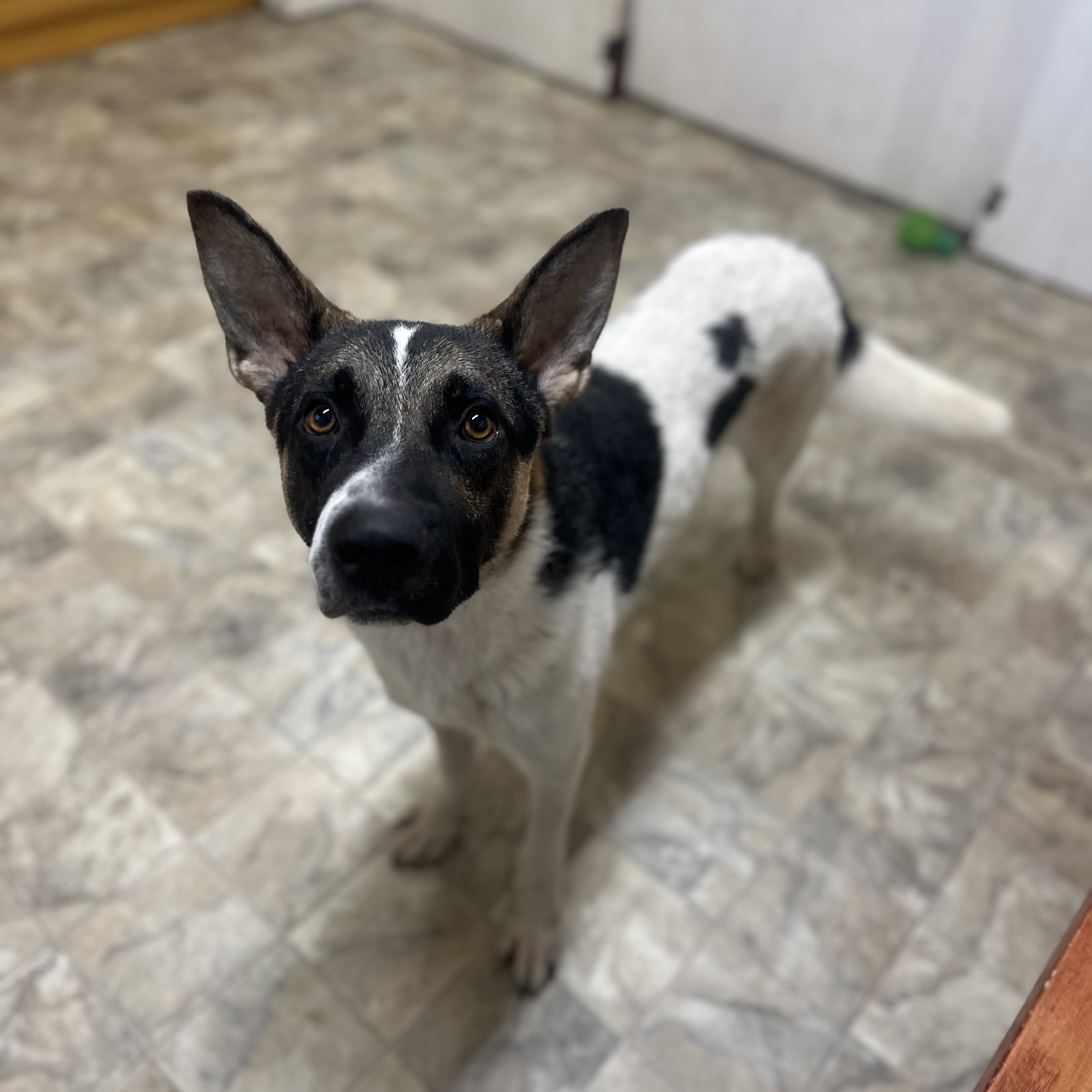 Dog for adoption - Matlock, a Shepherd Mix in Pilot Point, TX | Petfinder