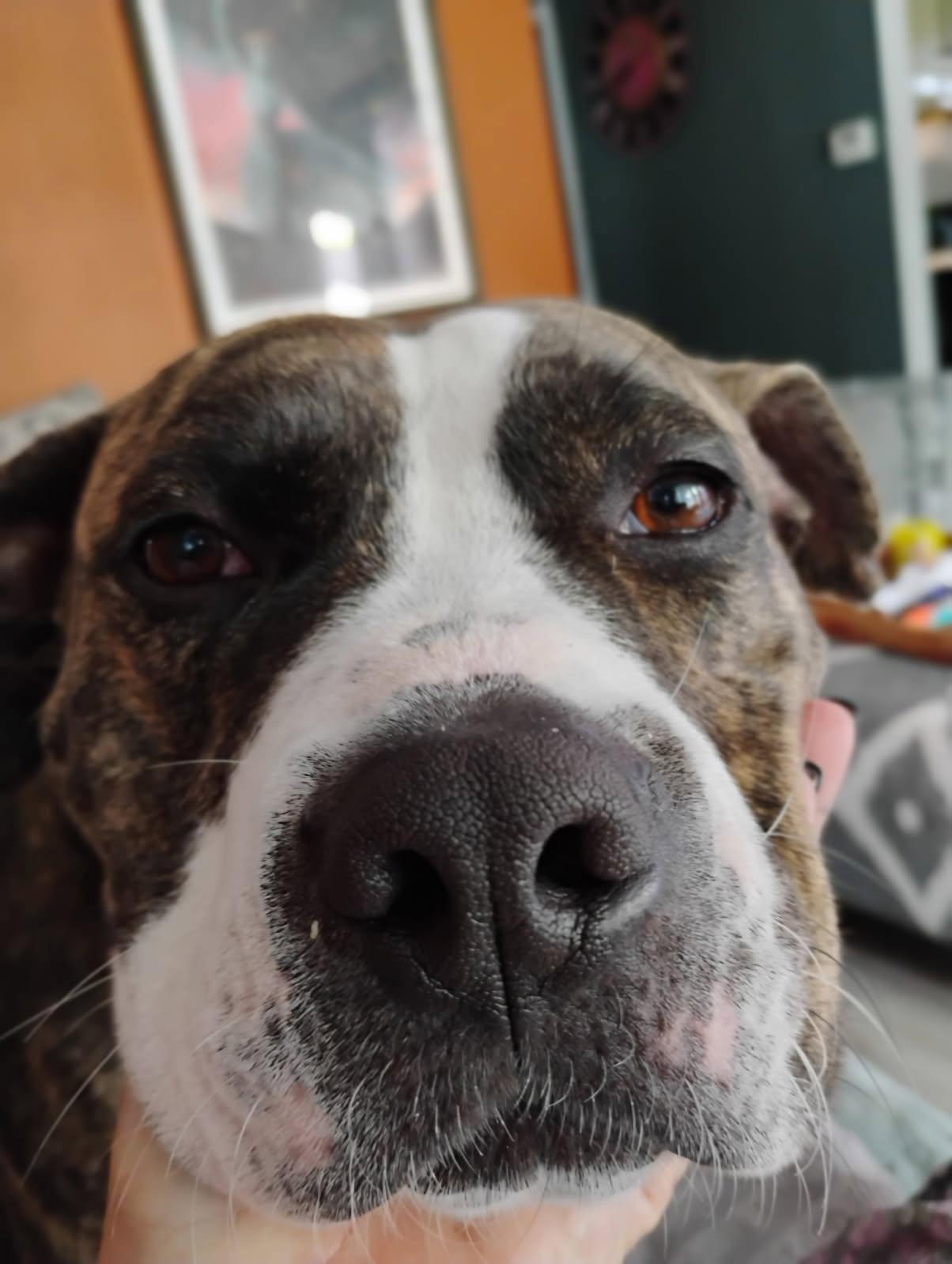 Dog for adoption - Vincent(Vinny)Foster Needed!, a Terrier Mix in ...