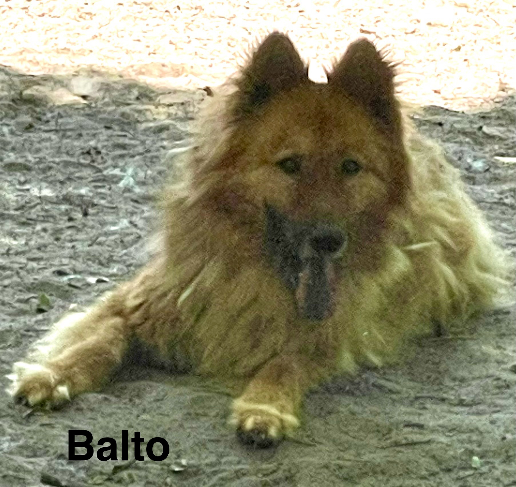 Dog for adoption - Balto 2, a German Shepherd Dog in Sumter, SC | Petfinder