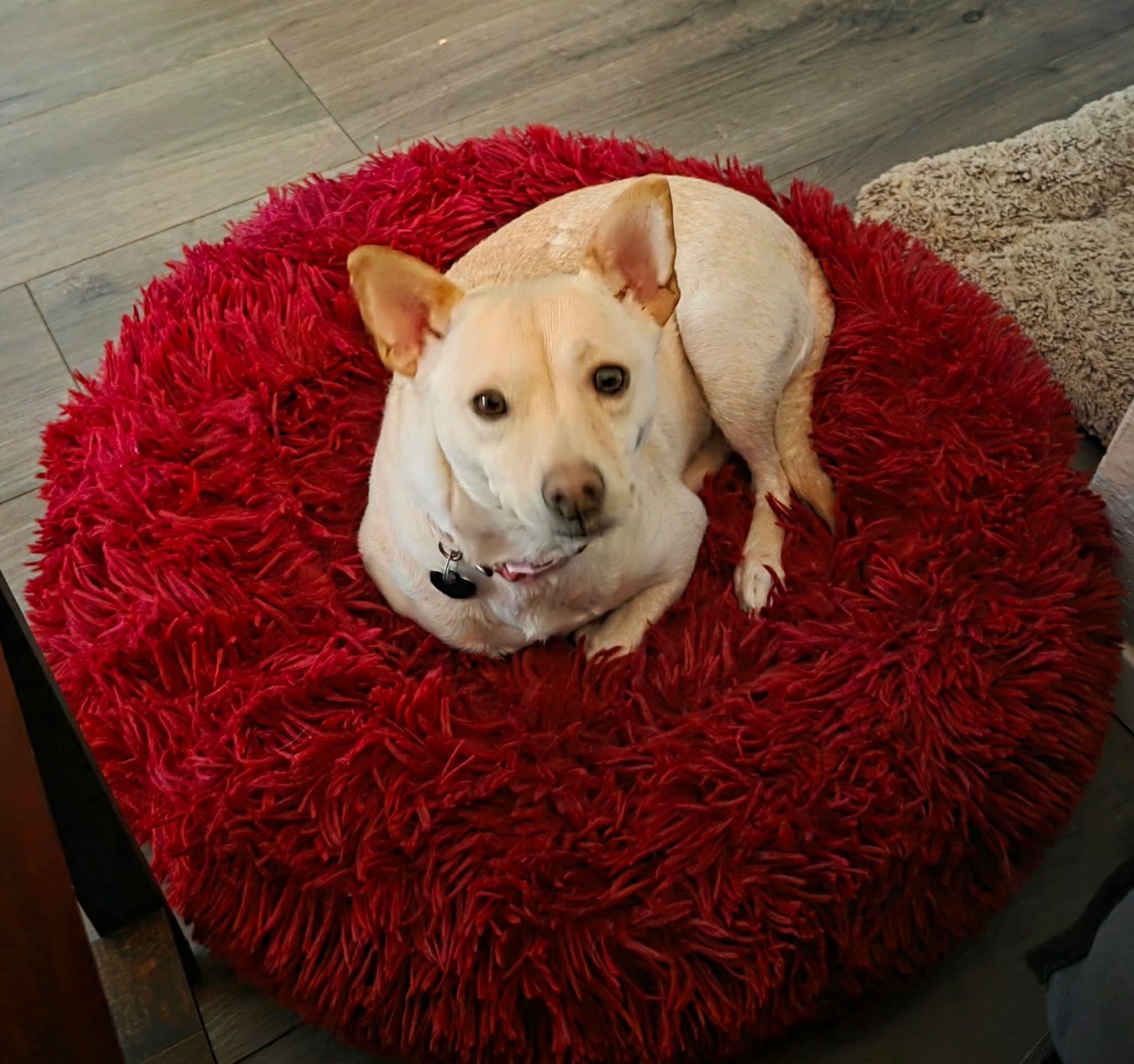 Ivy - Adoptable Pet | Petfinder | Petfinder