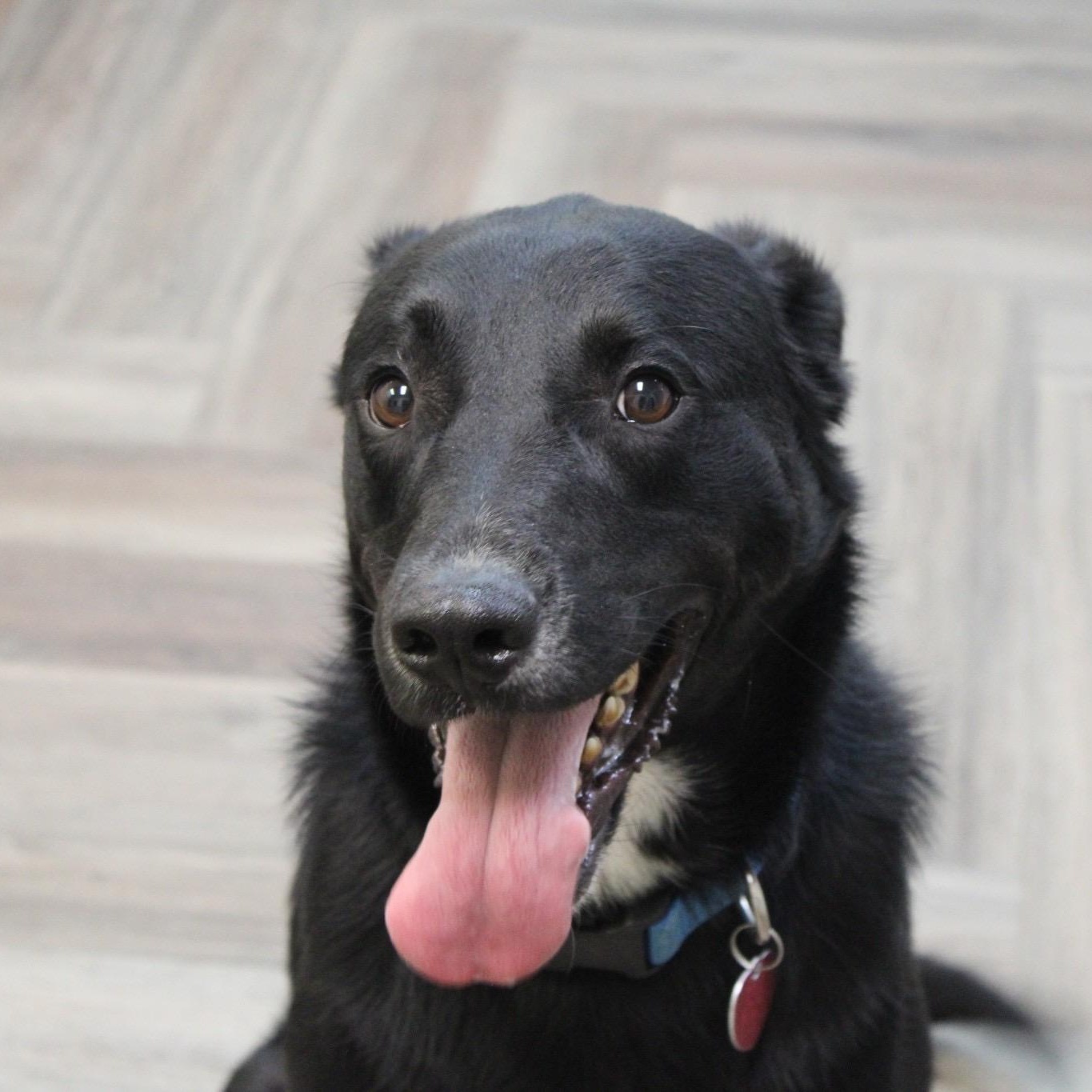Dog for adoption - Taylor, a Black Labrador Retriever & German Shepherd ...