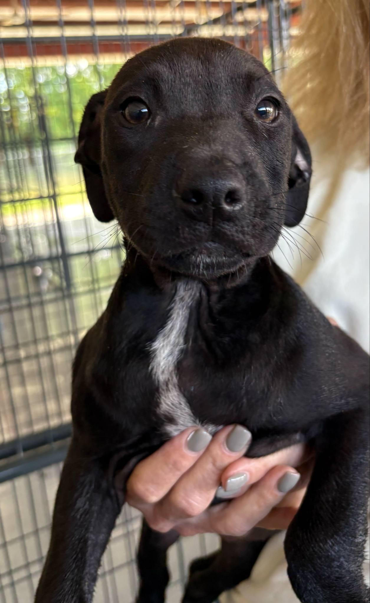 Dog for adoption - Nica, a Mixed Breed in Bishopville, SC | Petfinder