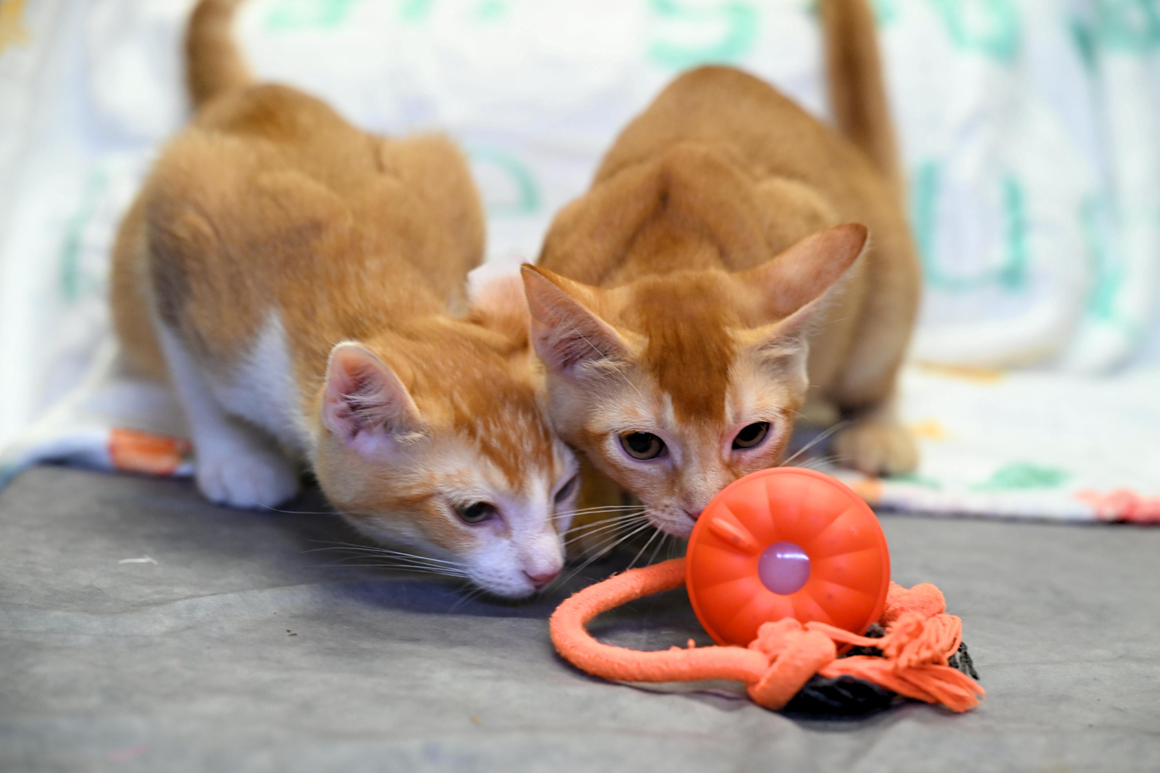 Cat for adoption - Bobby & Copper - Dynamic Kitten Duo!, an American ...
