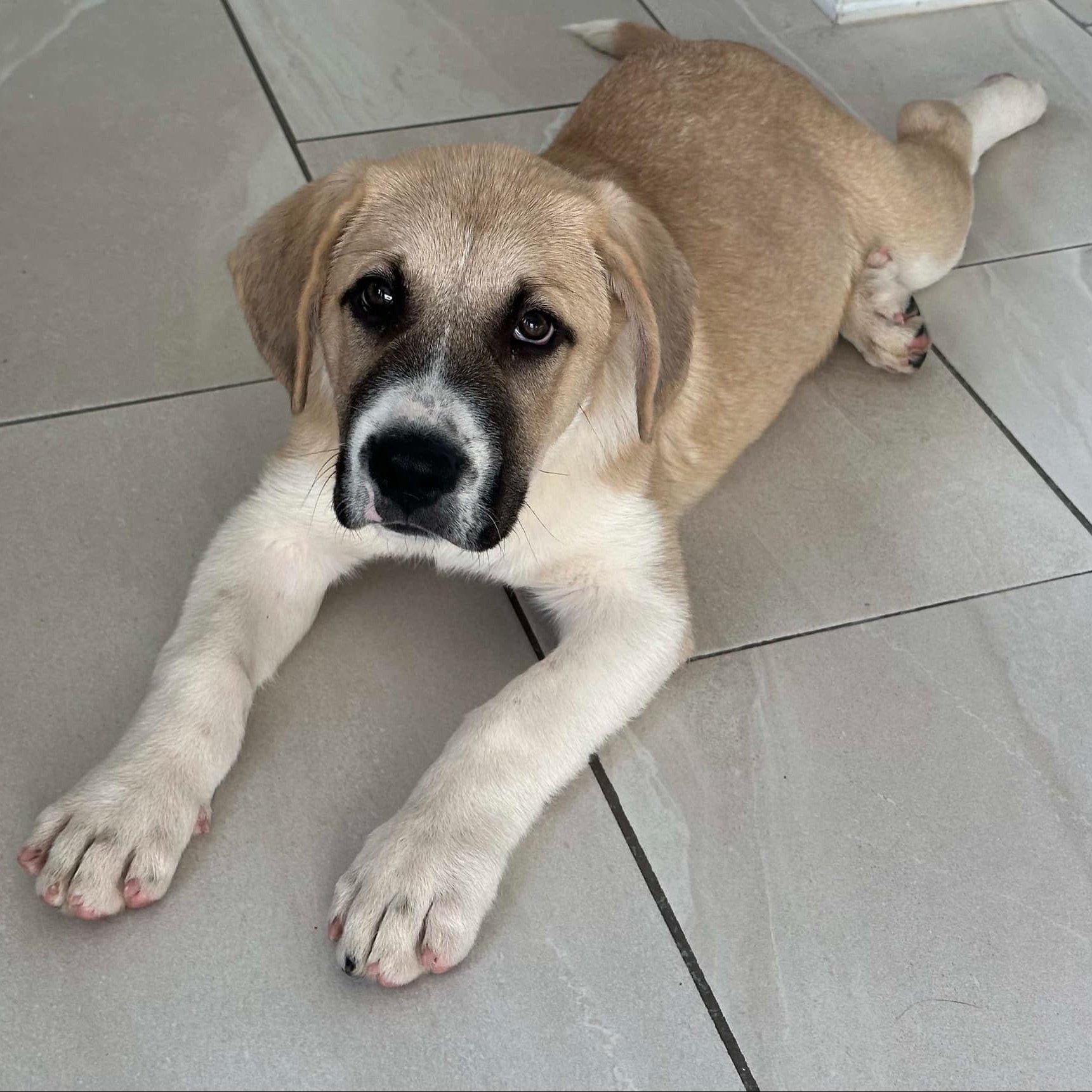 Dog for adoption - Boli, a Labrador Retriever Mix in Philadelphia, PA ...