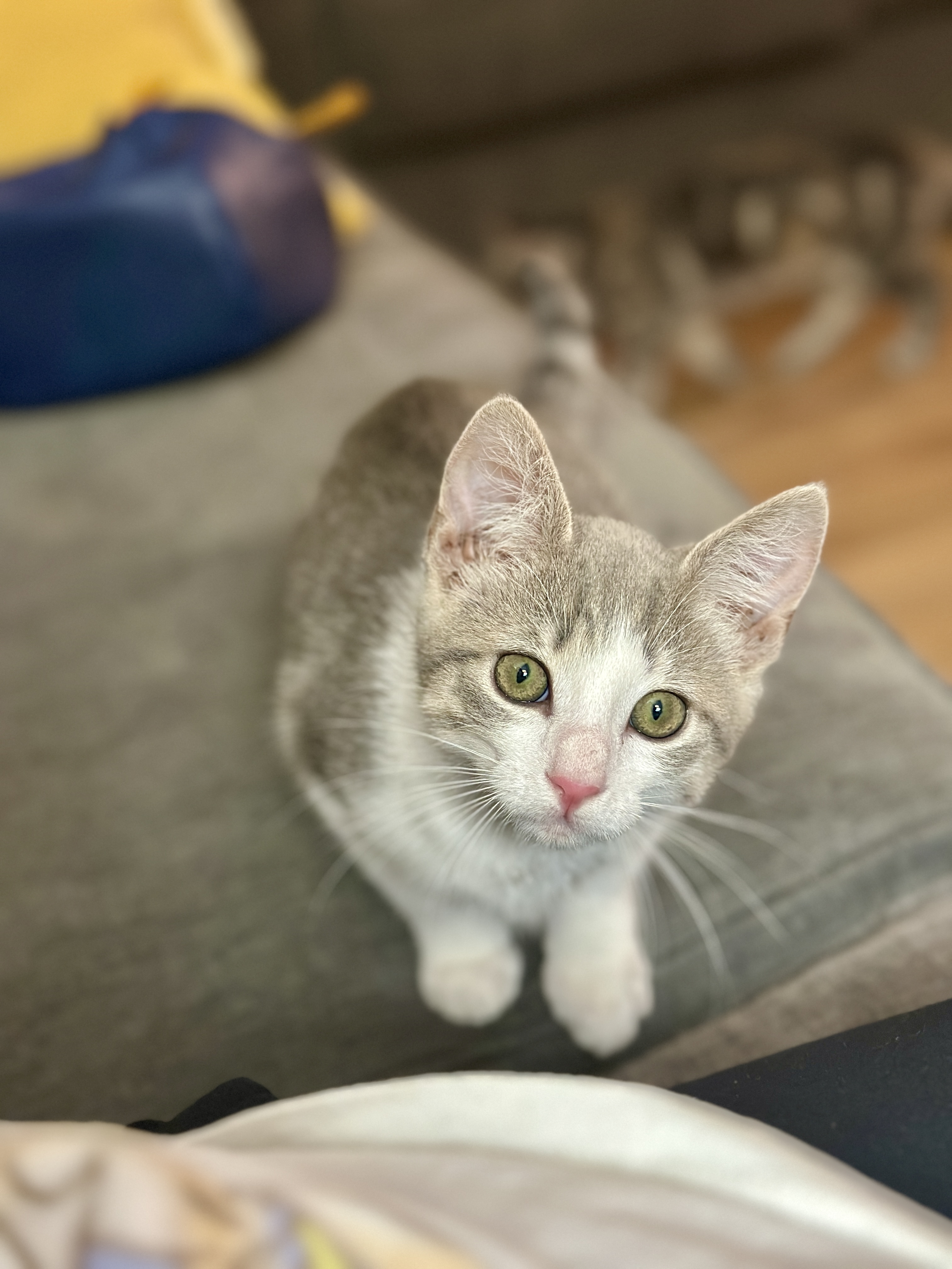 Cat for adoption - Garfunkel, a Domestic Short Hair in Campbell, CA ...