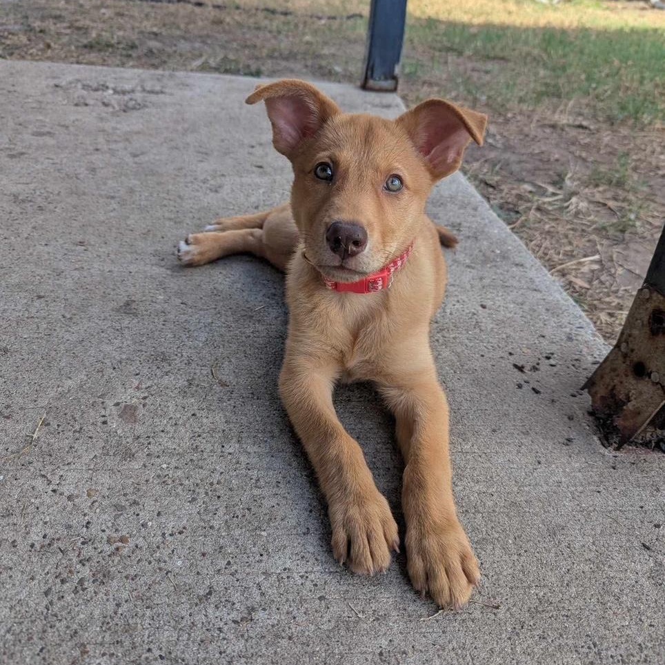 Dog for adoption - Winnie, a Shepherd Mix in Henrietta, OH | Petfinder