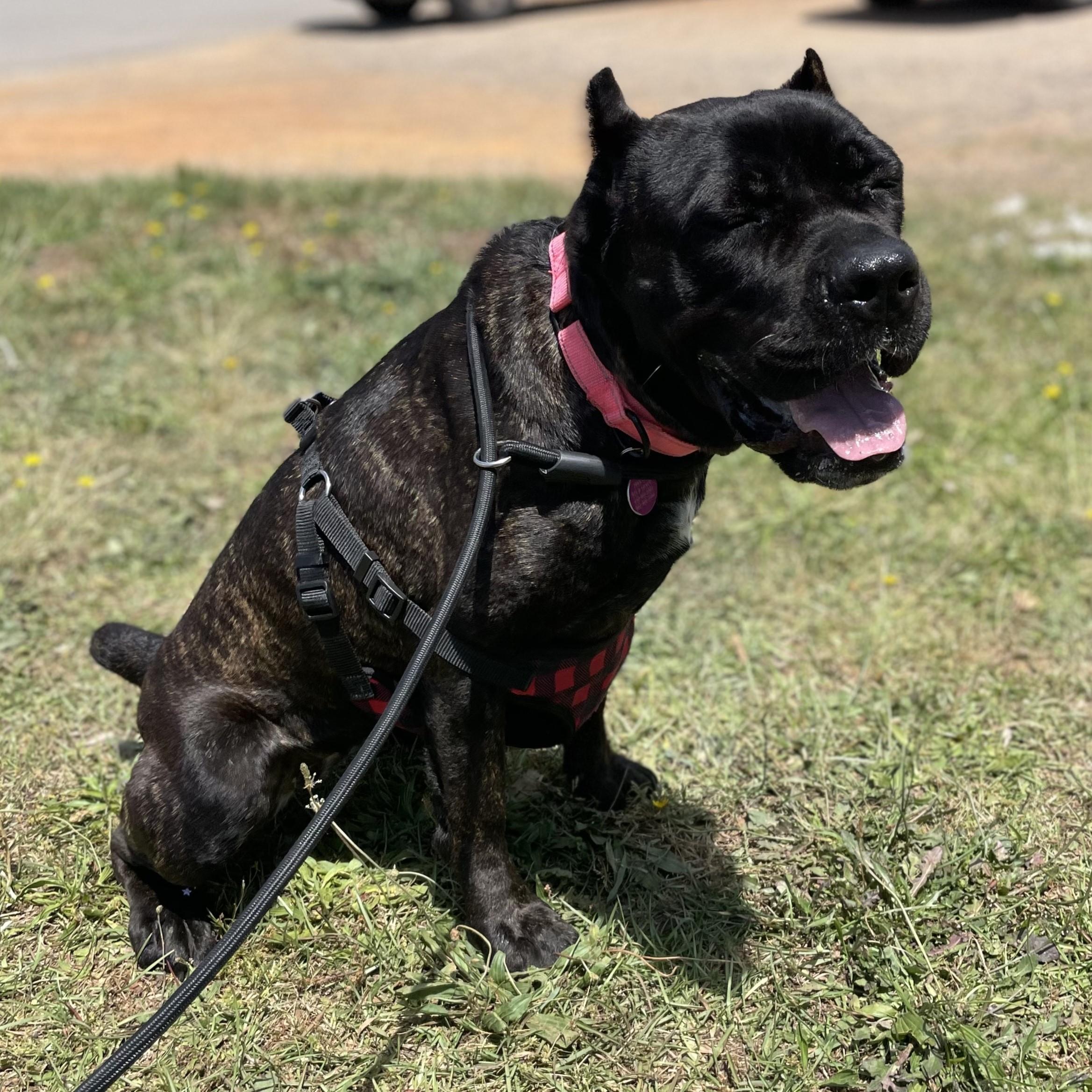 Dog for adoption - Cleopatra, a Cane Corso Mix in Northwood, NH | Petfinder