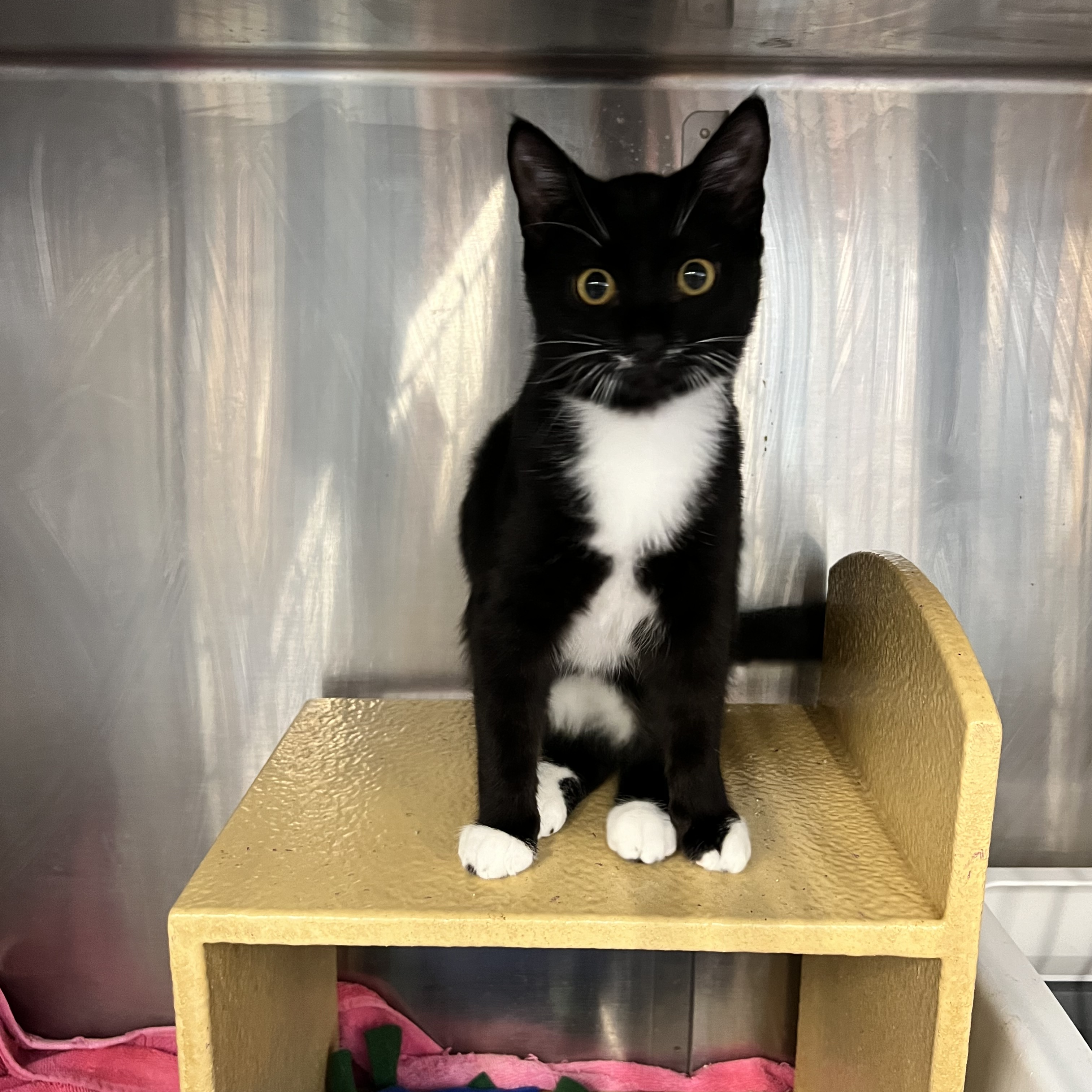 Available Cats – Nebraska's Animal Loving Advocates