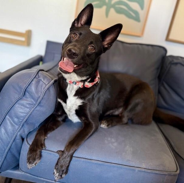 Dog for adoption - Juliet is the sun with a love for belly-rubs, a ...