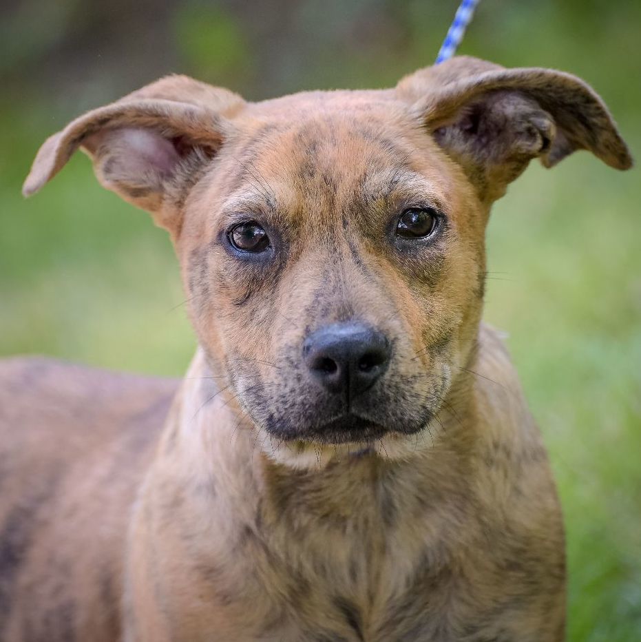 Our Animals — Animal Alliance