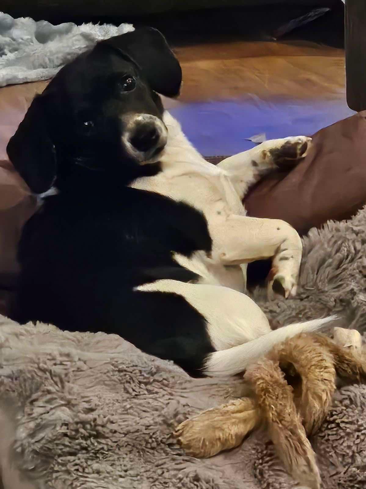 Dog for adoption - June - Shih Tzu, a Terrier & Shih Tzu Mix in ...