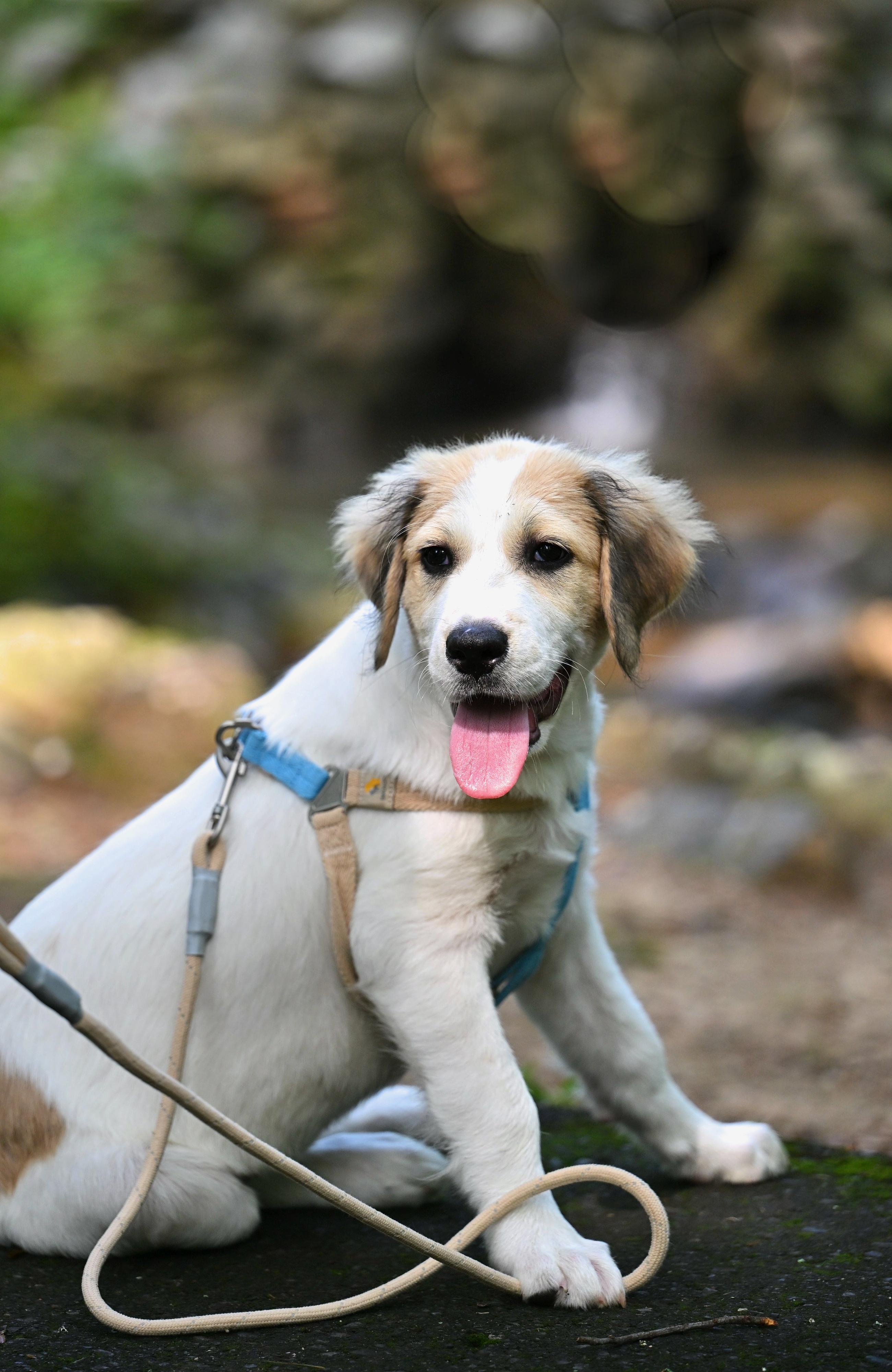 Dog for adoption - Cheddar - A Very “Gouda” Boy!, a Great Pyrenees ...