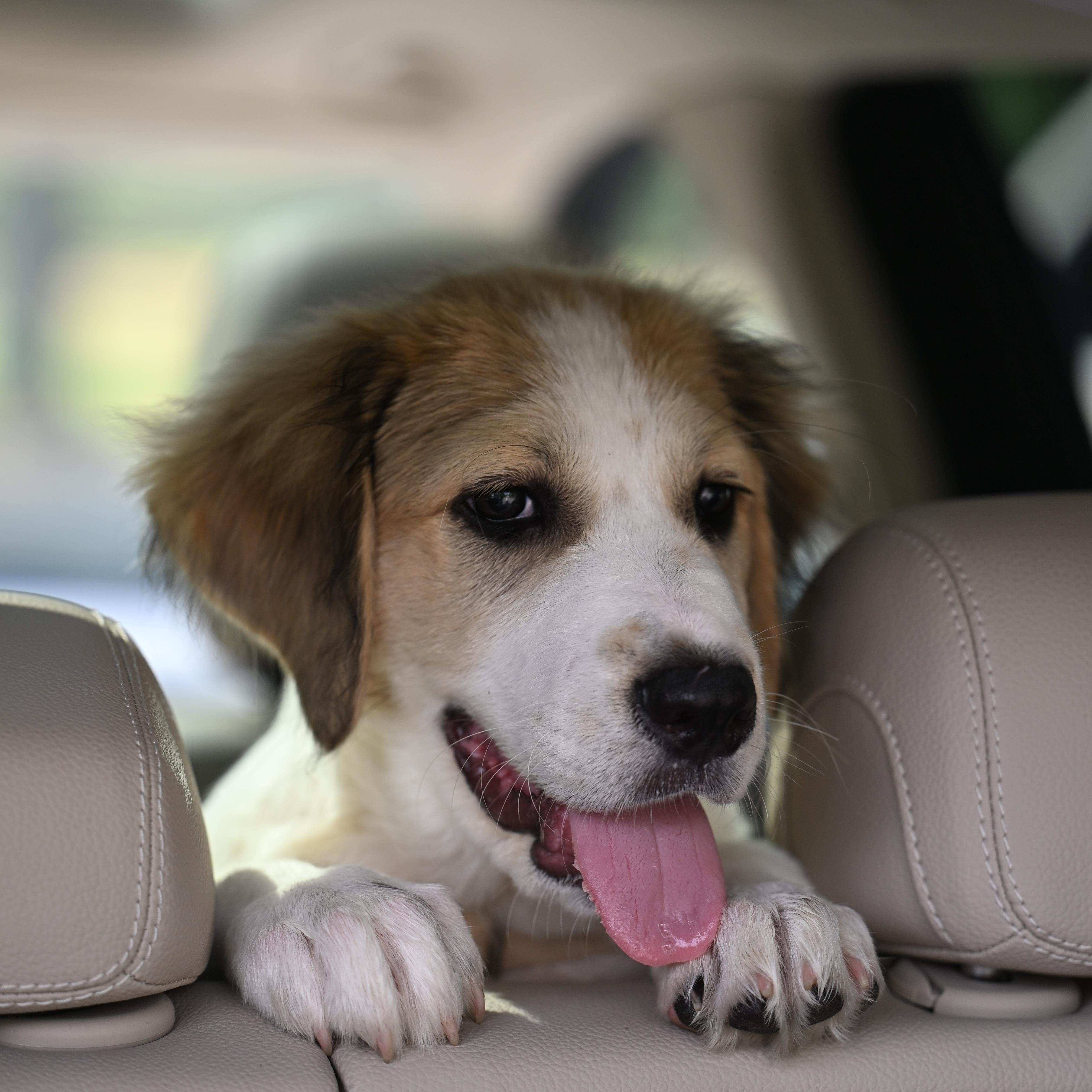 Dog for adoption - Cheddar - A Very “Gouda” Boy!, a Great Pyrenees ...