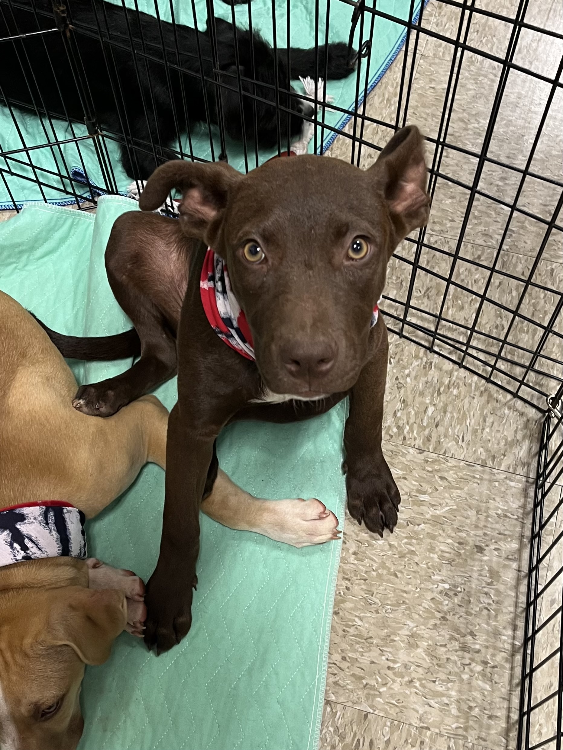 Dog for adoption - Colt, a Chocolate Labrador Retriever in Greensboro ...