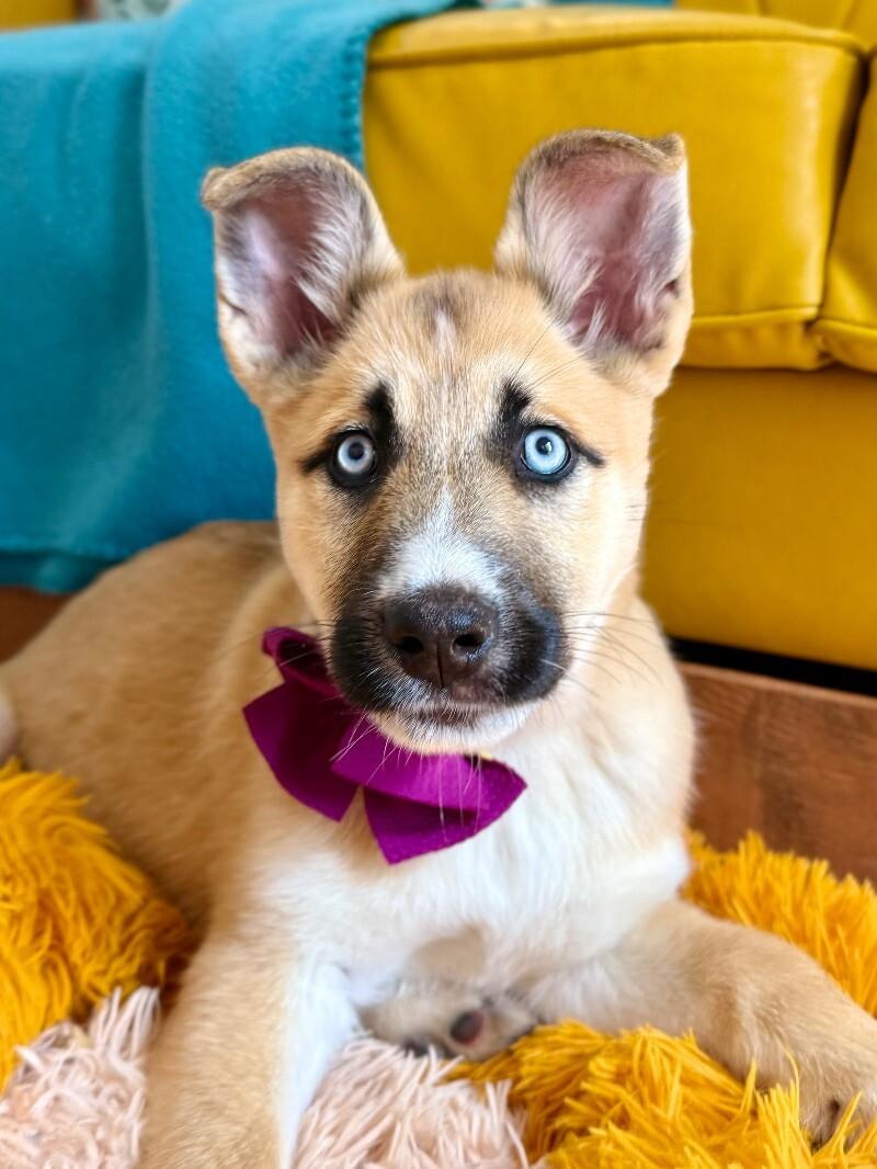 Dog for adoption - Riley Fluffaluffagus, a Husky & Shepherd Mix in ...