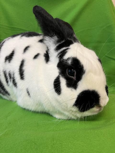 Rabbit for adoption - Prince Rainier, a Bunny Rabbit Mix in Haltom City ...