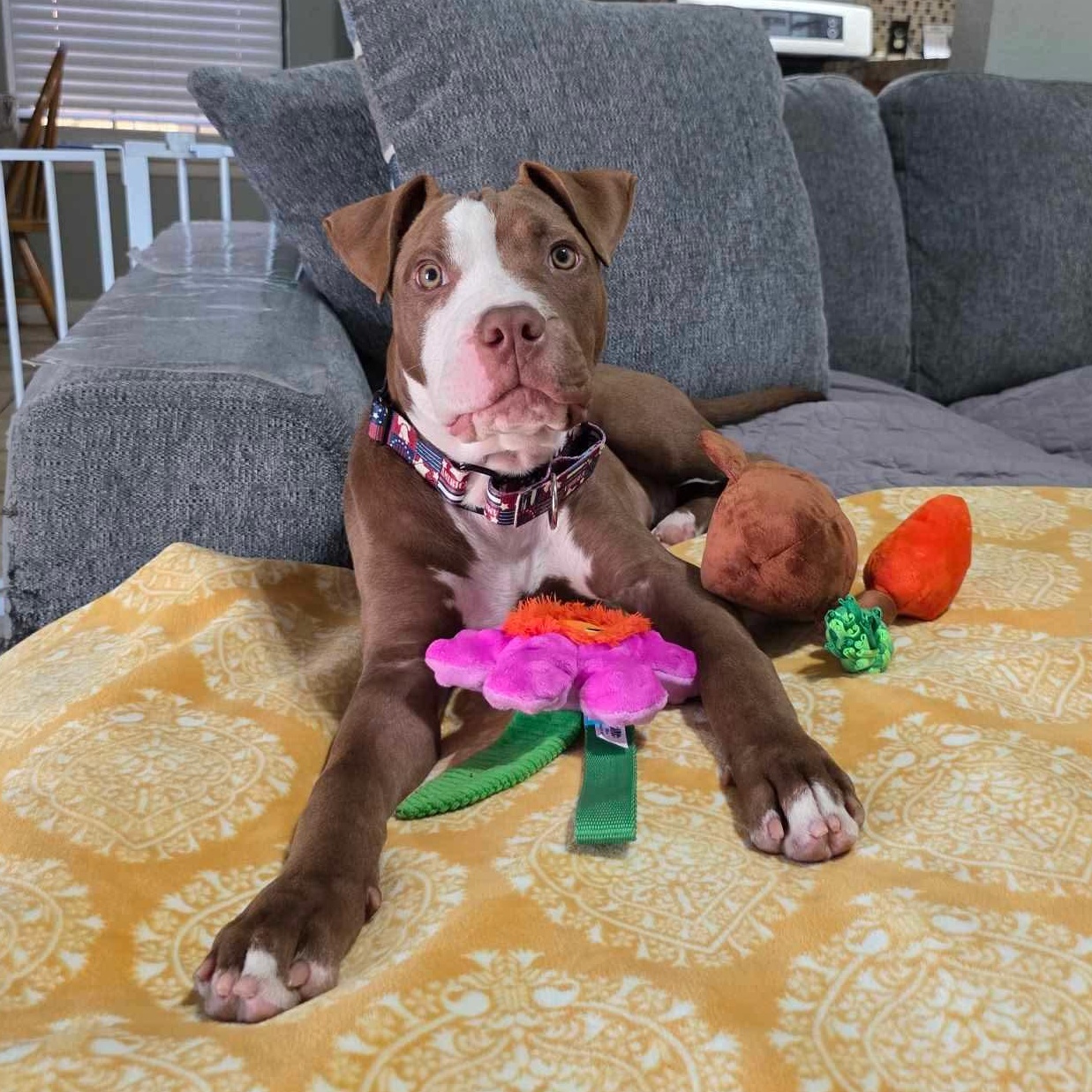 Dog for adoption - Enzo, a Terrier Mix in Salt Lake City, UT | Petfinder