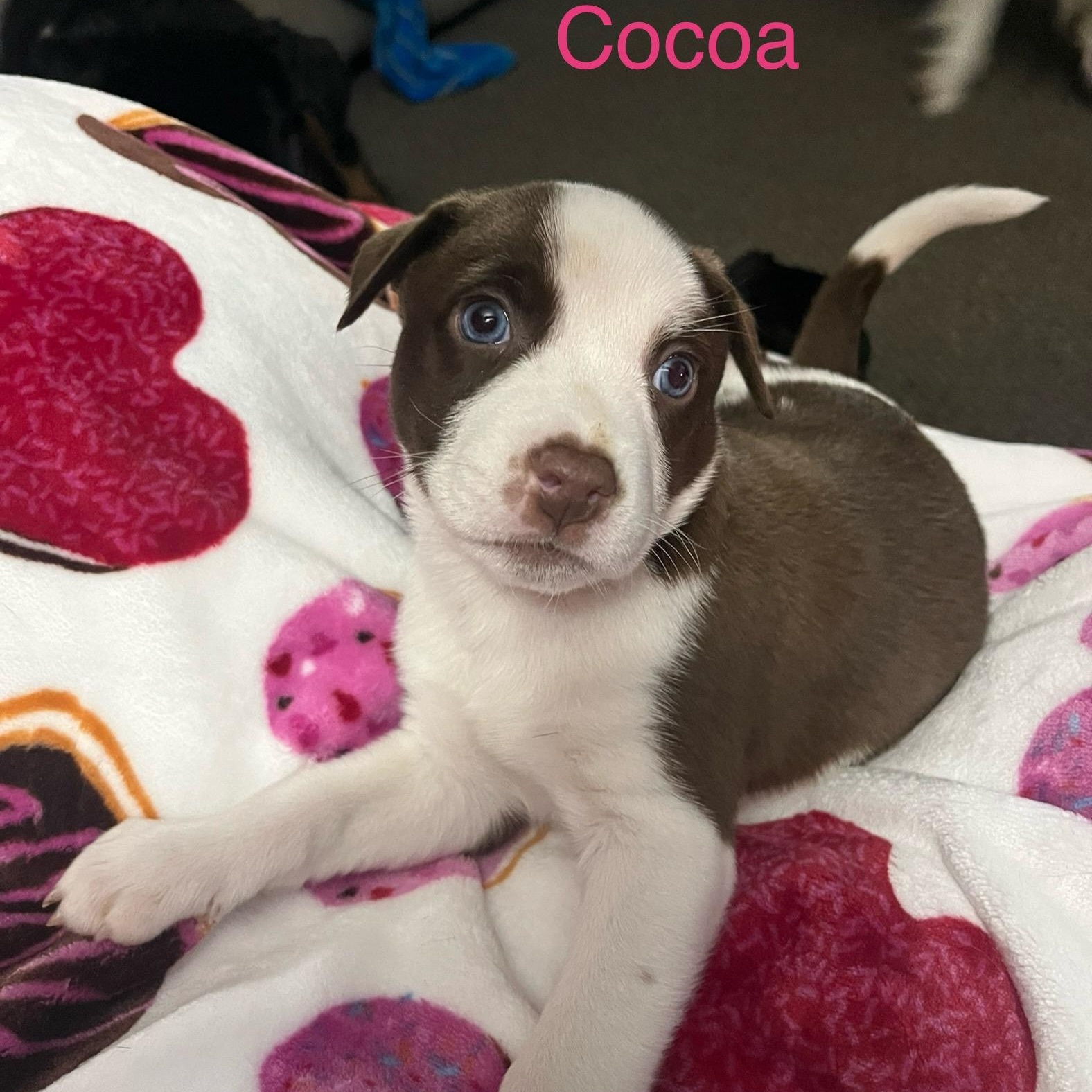 Dog for adoption - Cocoa, a Husky & Shepherd Mix in Davisburg, MI ...