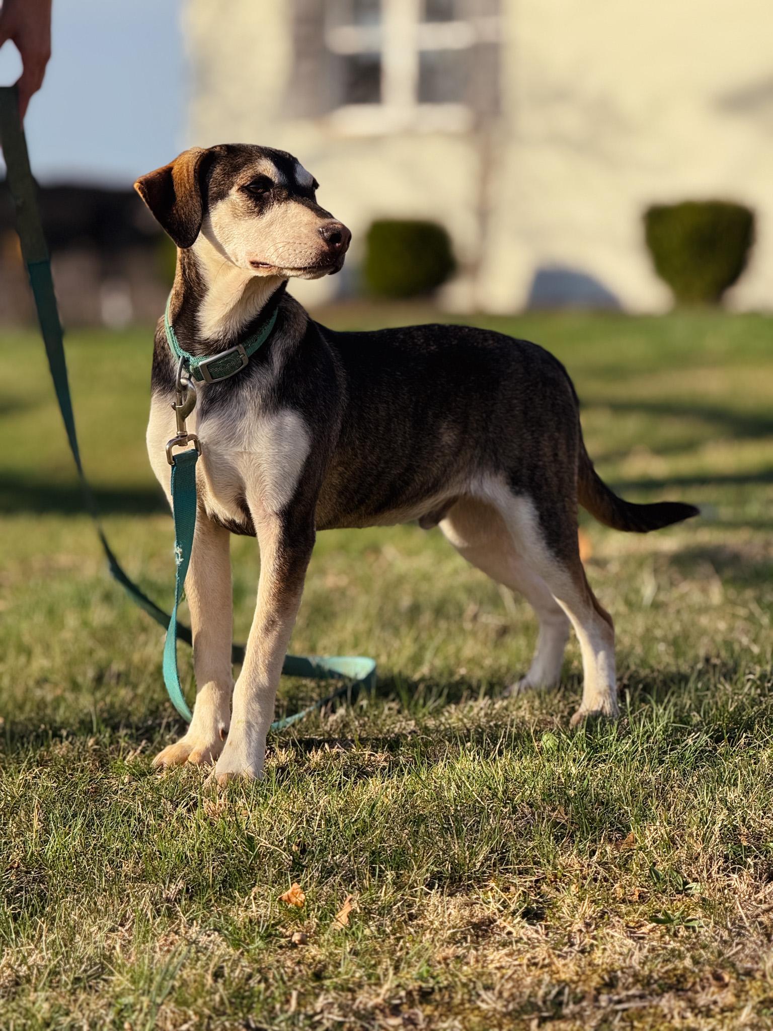 Dog for adoption - Sawyer - Transport, a Labrador Retriever Mix in ...
