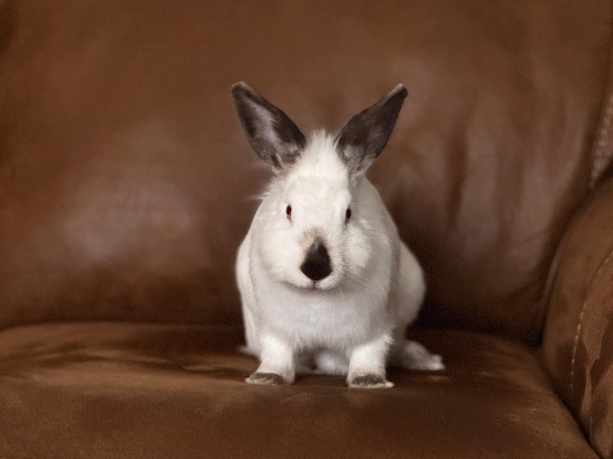Rabbit for adoption - Kendra, a Lionhead & Californian Mix in ...