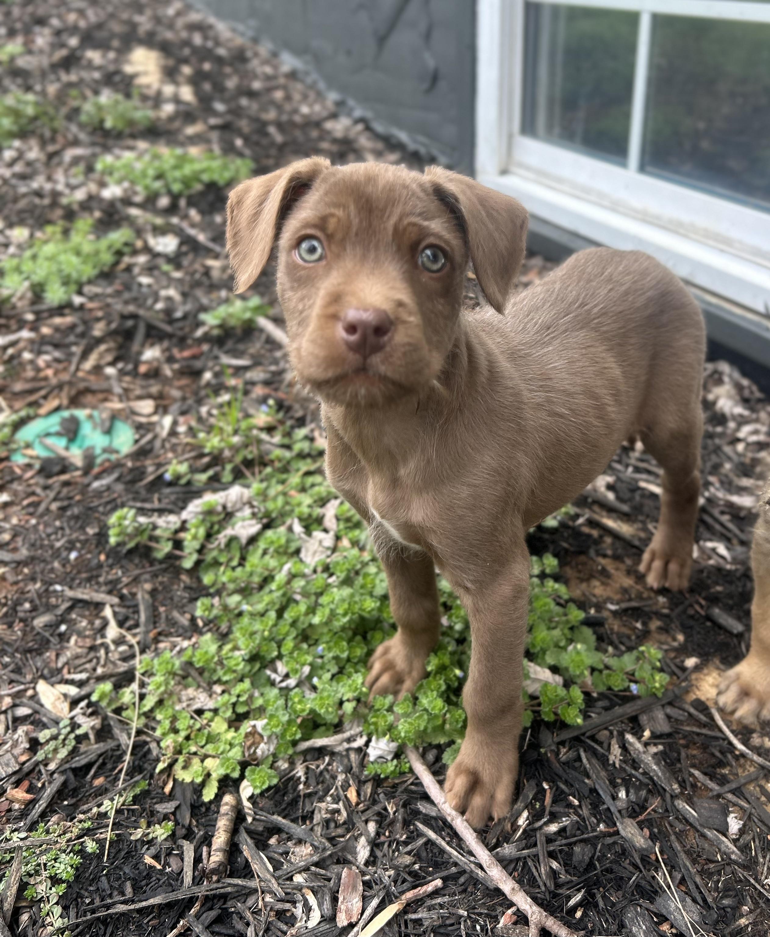 Dog for adoption - Tink, a Mixed Breed in Bangor, ME | Petfinder