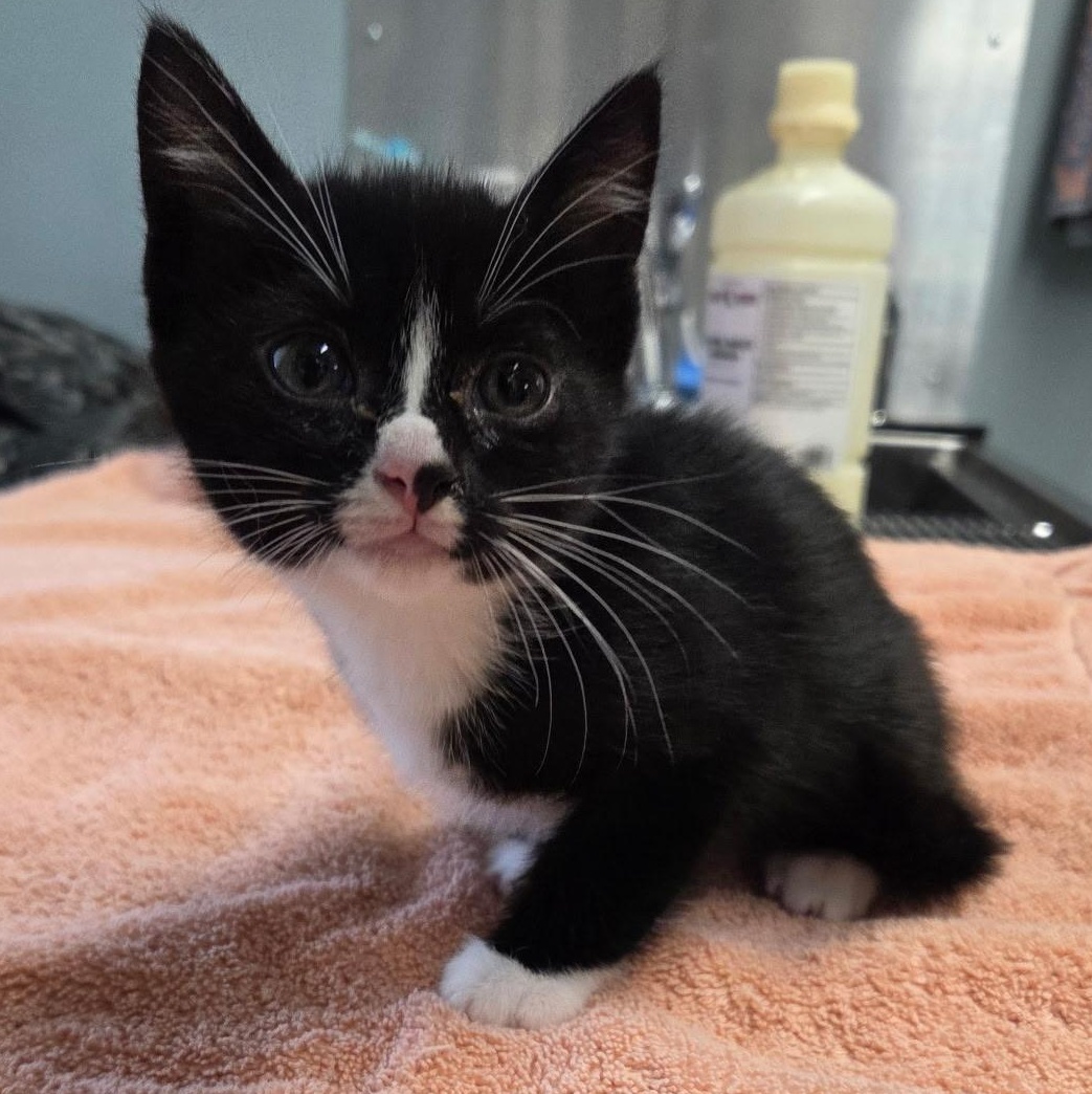 Available Cats for Adoption | Scruffy Paws Animal Rescue RI