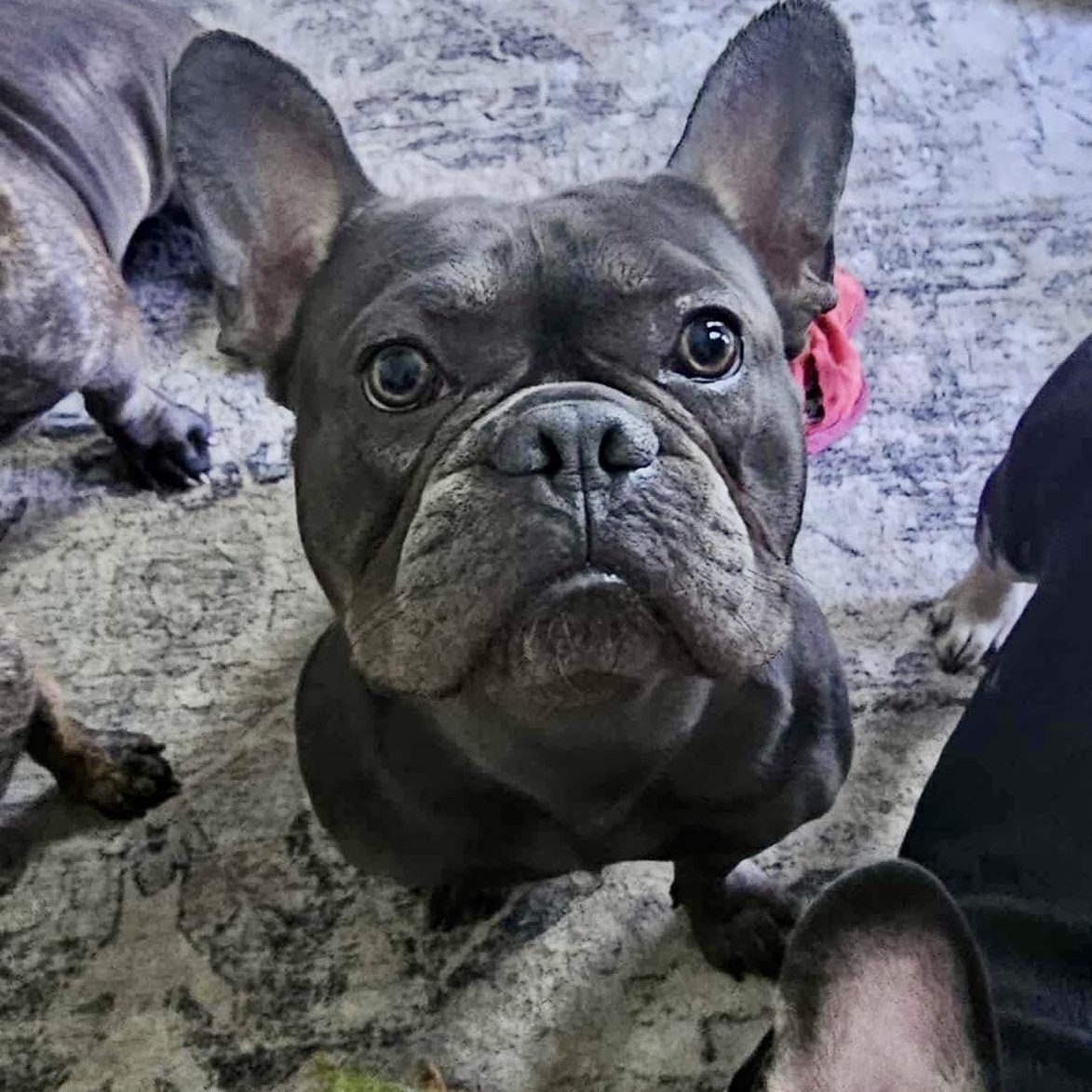 Dog for adoption - Gideon, a French Bulldog in Hamburg, PA | Petfinder